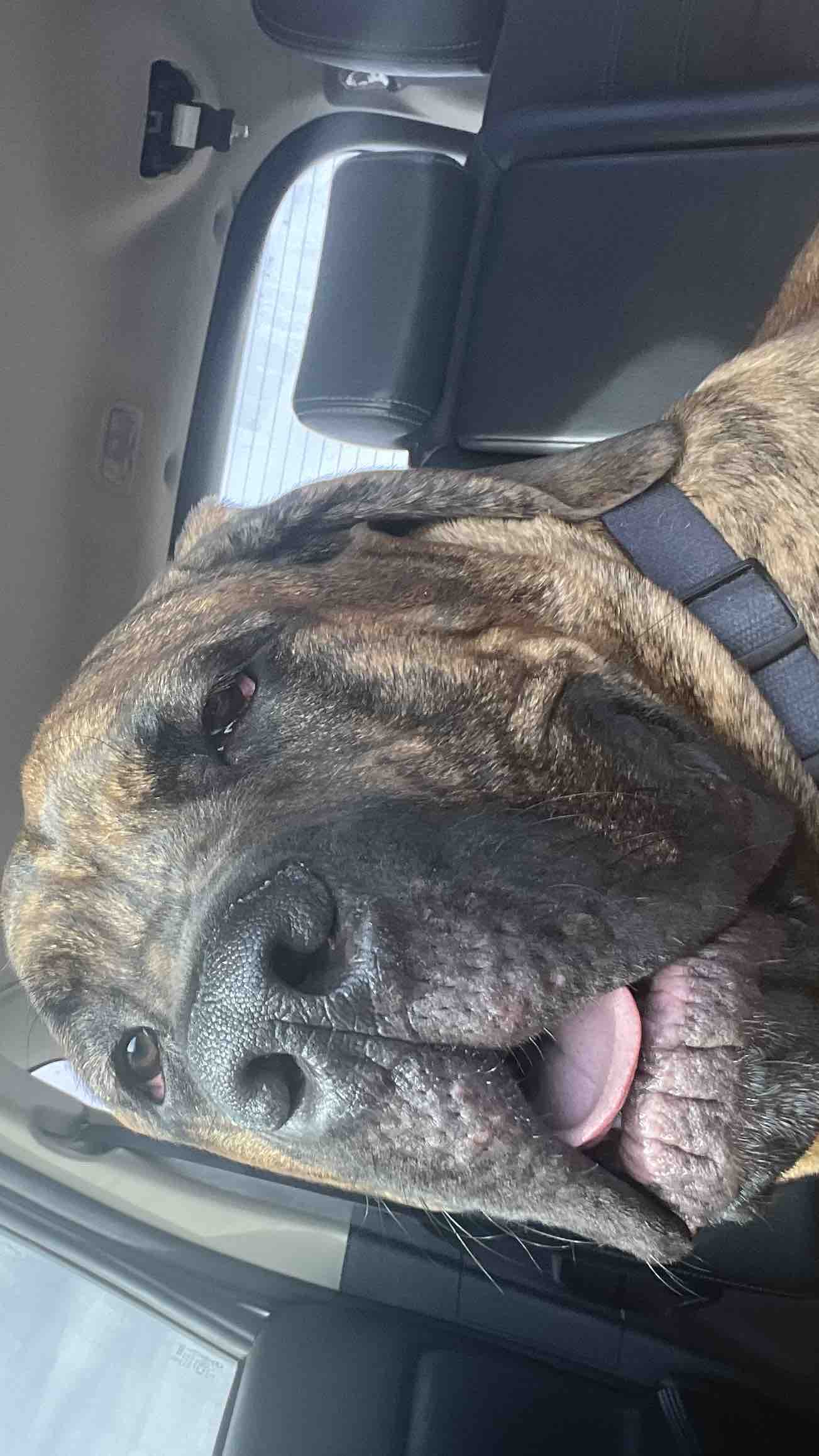 Fundraiser by Jacob Bieber : Donate for Bubba's Surgery