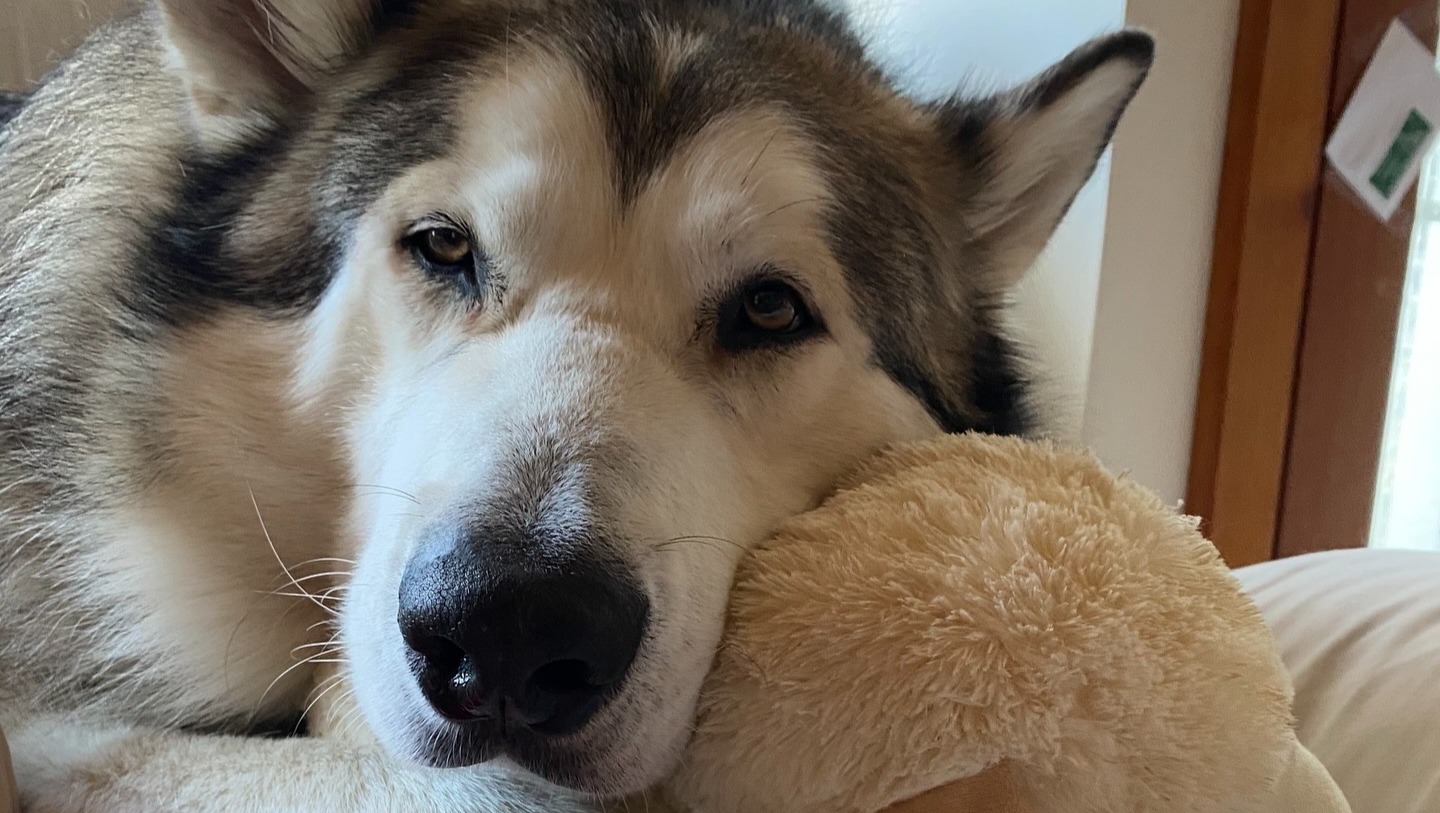 Fundraiser for Lucie Cook by CHAAMP Malamute Rescue : Bucky's Battle ...