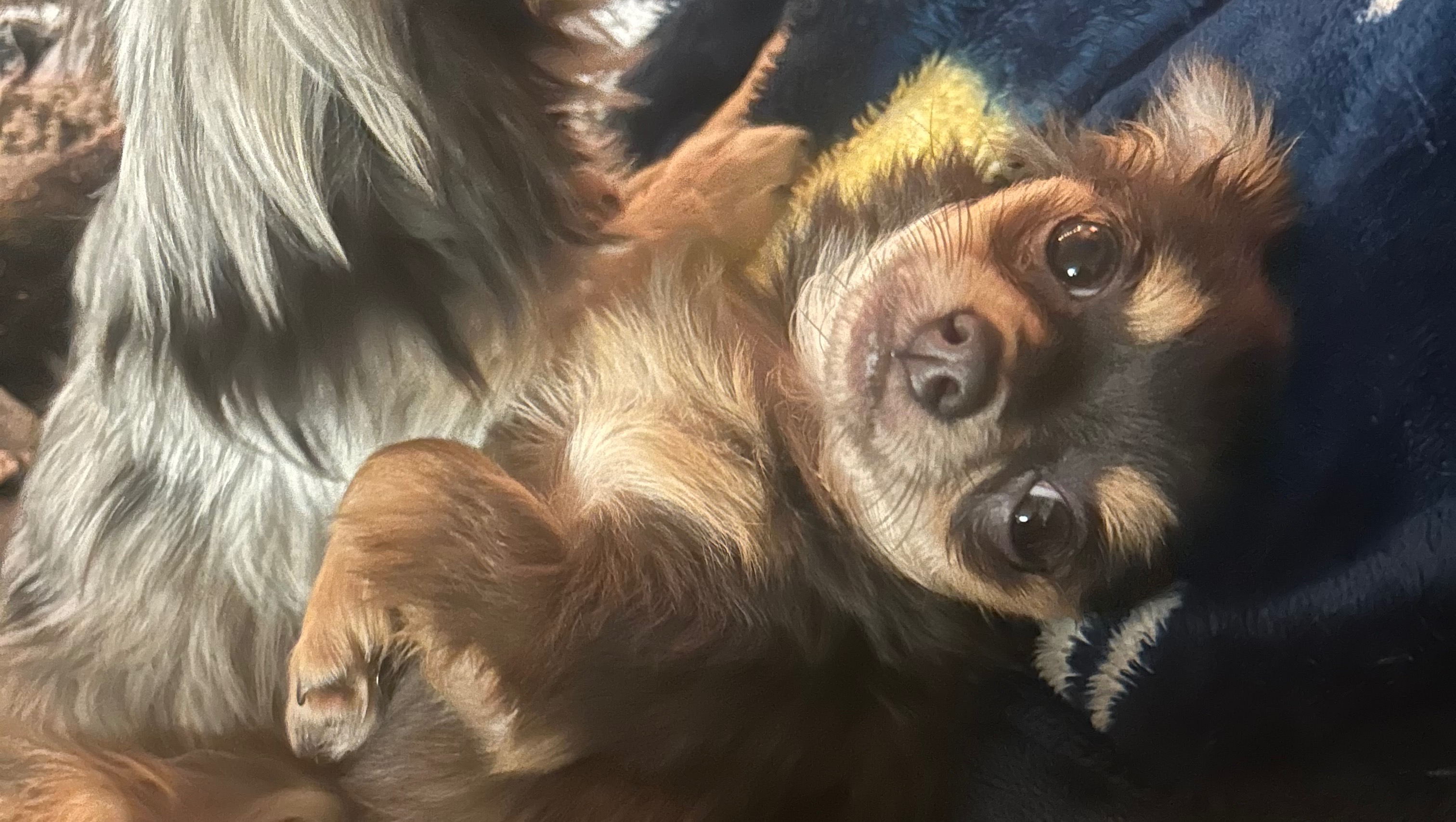 Fundraiser by Angel Halligan : Support Ethel's Fight for Her Life