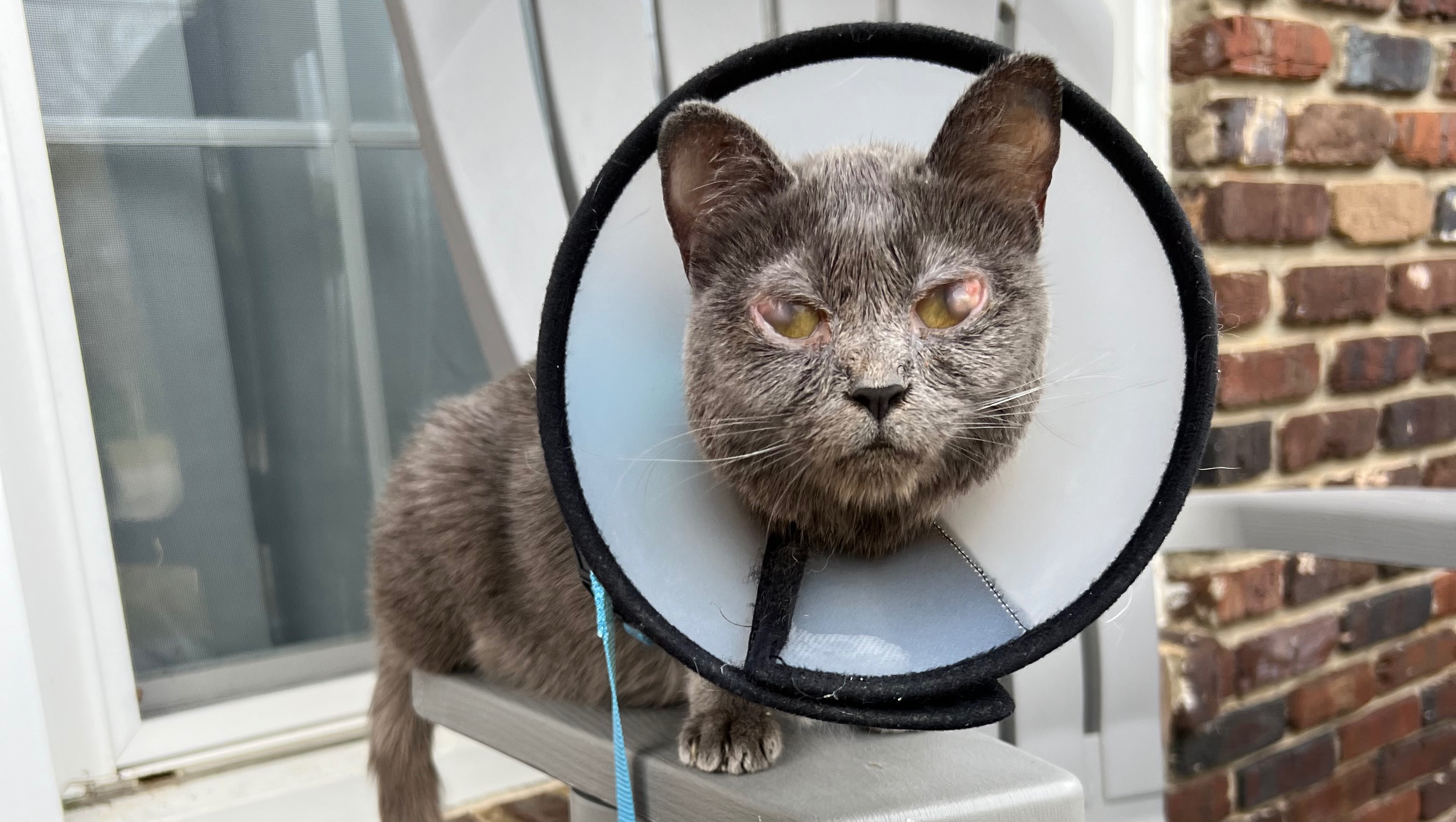 Fundraiser by Rachel Fetzer : Clifford’s Ongoing Medical Issues