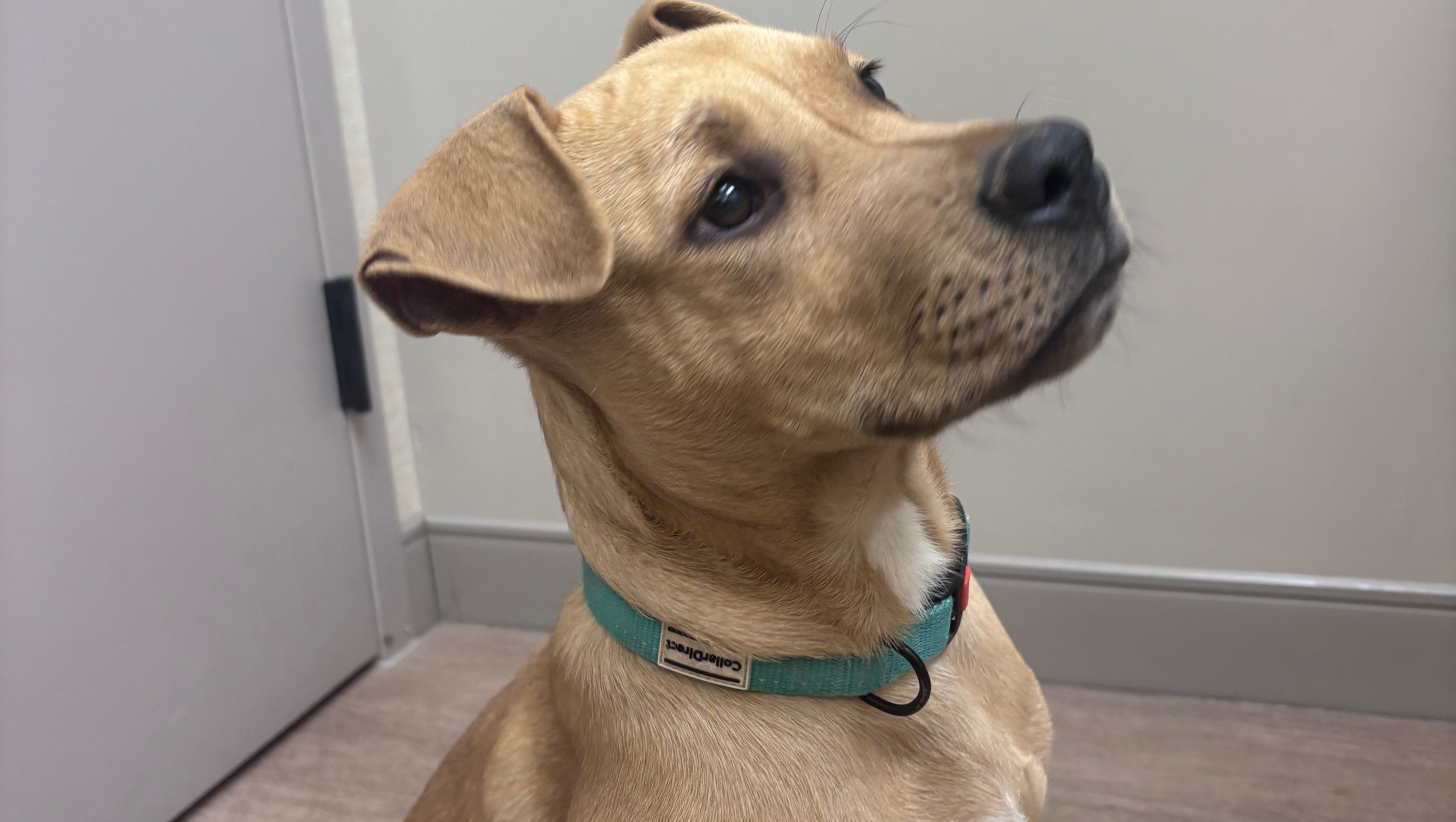 Fundraiser by Lilly Escobar : Support Scooby's Heartworm Diagnosis