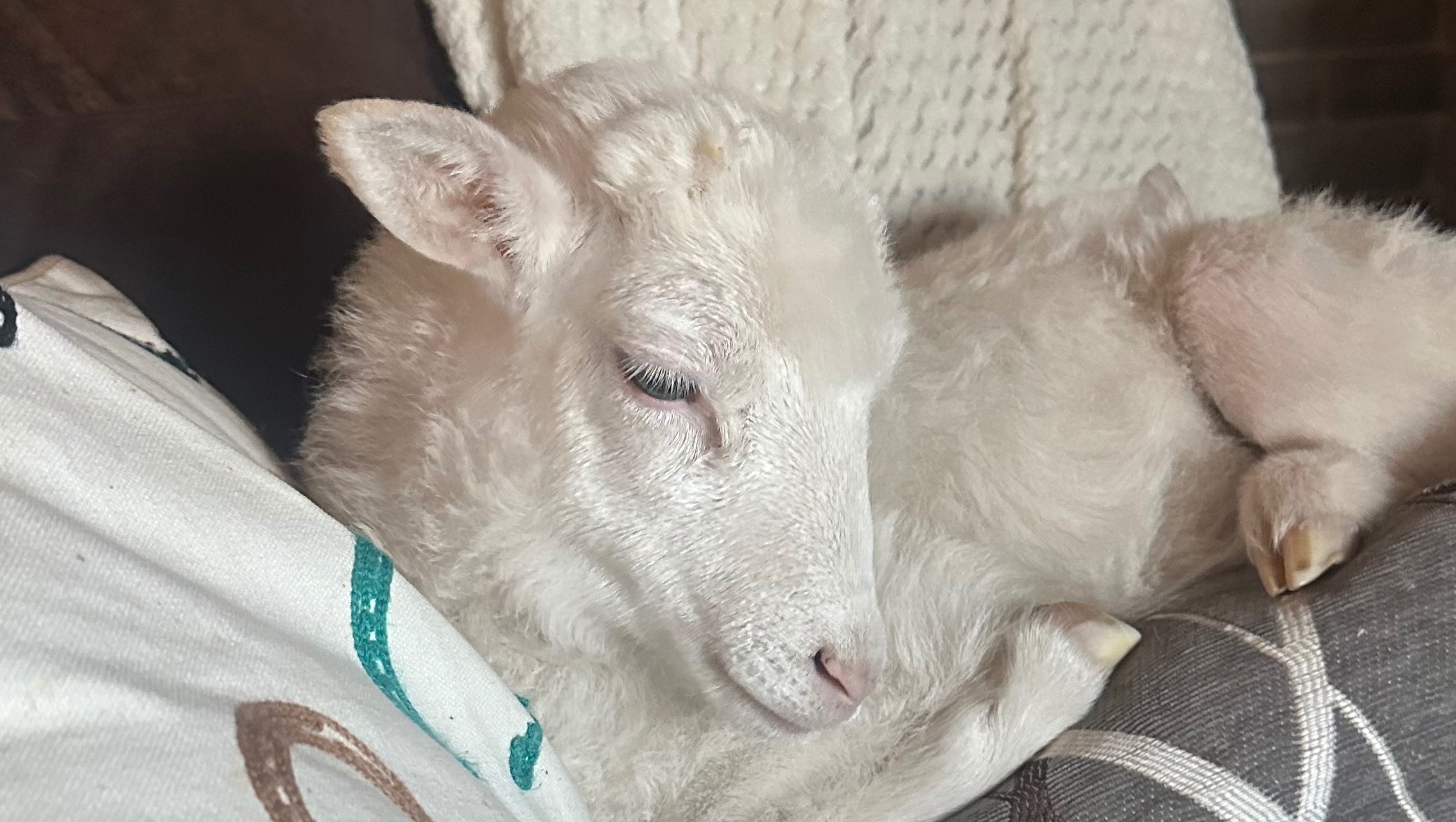 Fundraiser by Heide Cooper : Rescuing Noel: A Story of Hope and Healing ...