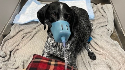 Fundraiser for Amy Dupont by ALEXIS SIGALA : Help Amy and Nick with ...