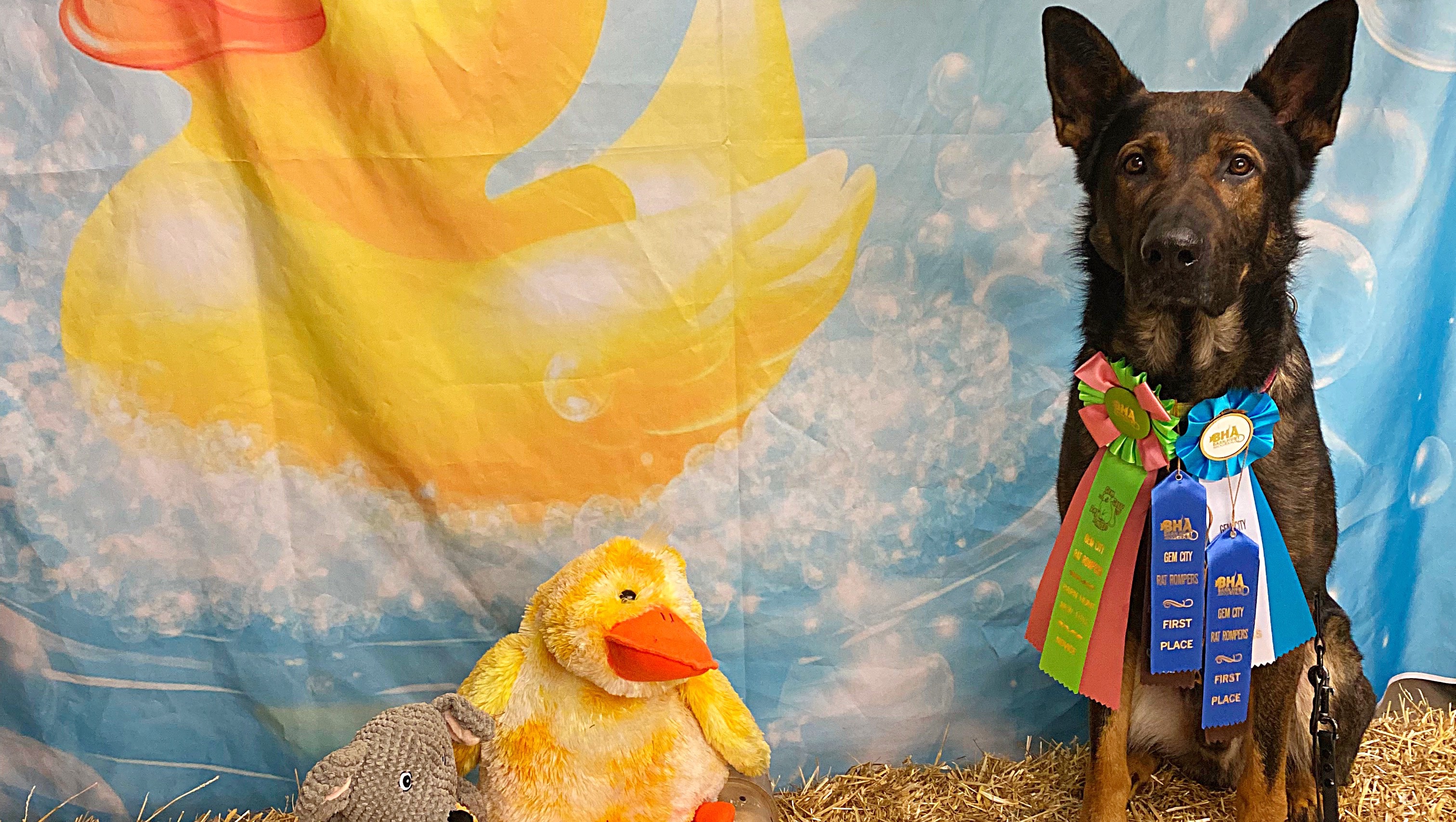 Fundraiser by Regan Berwanger : Support Gunther's Surgery and Recovery