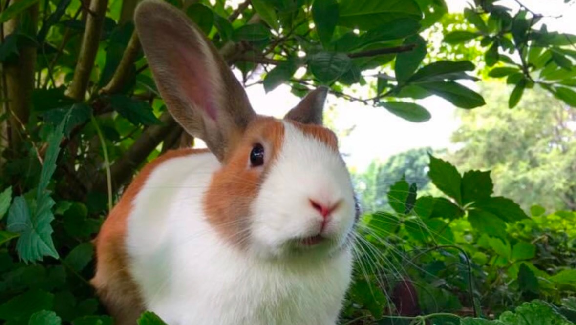 Fundraiser by Hope Burlingham : Urgent Surgery to Save Tilly the Rabbit