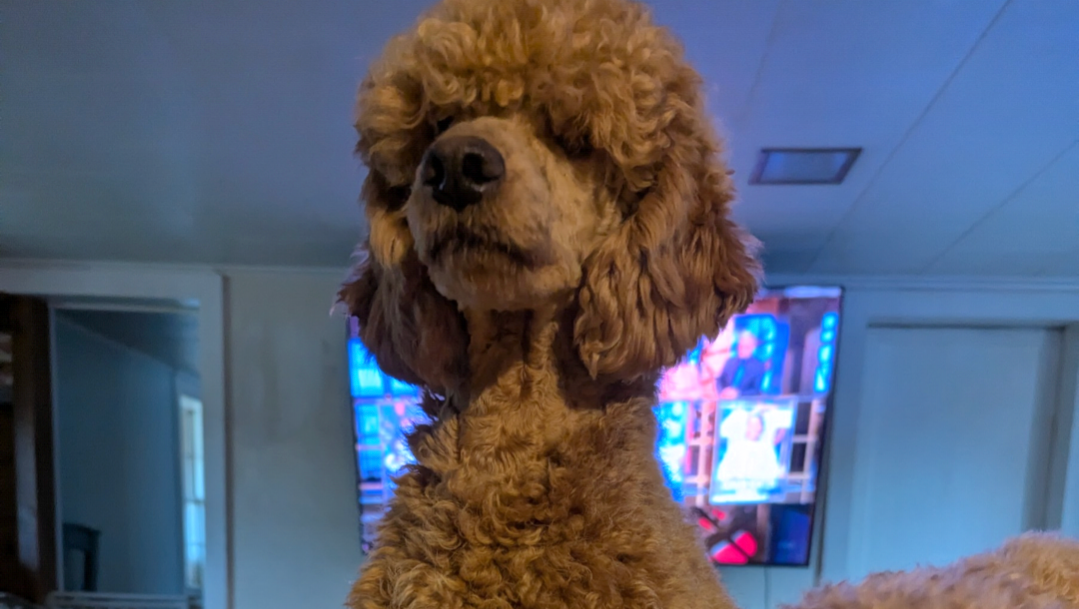 Fundraiser by Janet Allmendinger : Rescue Our Missing Family Poodle