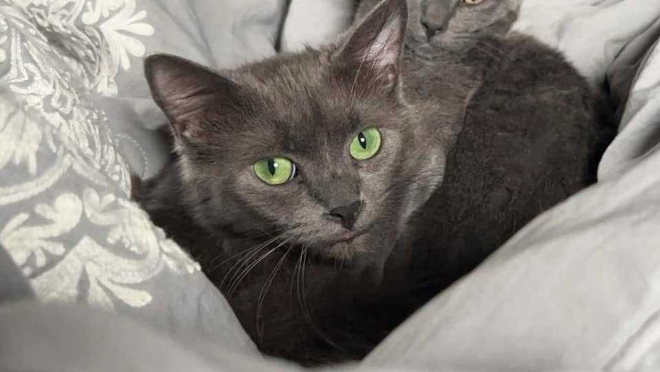 Fundraiser by Miranda Carpeno : Help Griselda: Fire Survivor, Miracle Cat