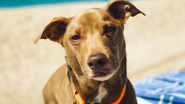 Fundraiser for Sammy Macfarlane by Summer Rosenthal : Support Myloh's ...