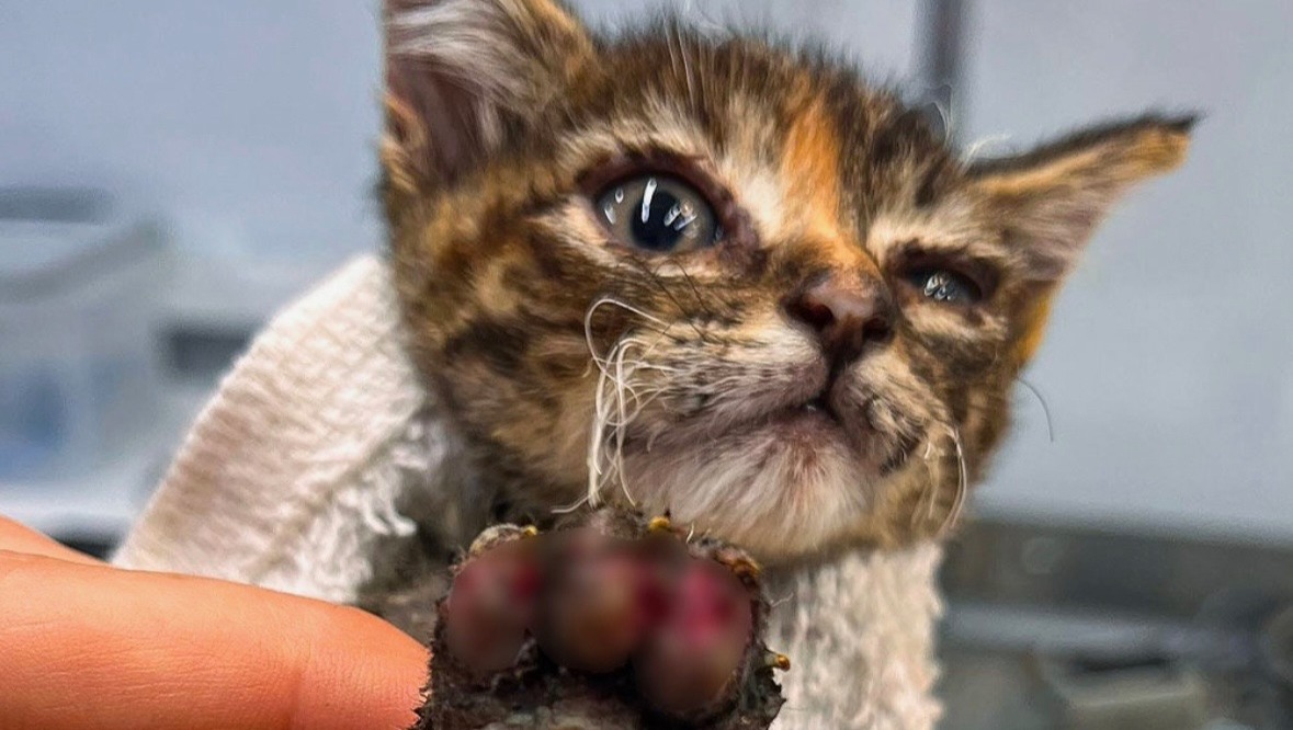 Fundraiser by Nathaniel Meharenna : Support Animals Hurt by Palisades Fire