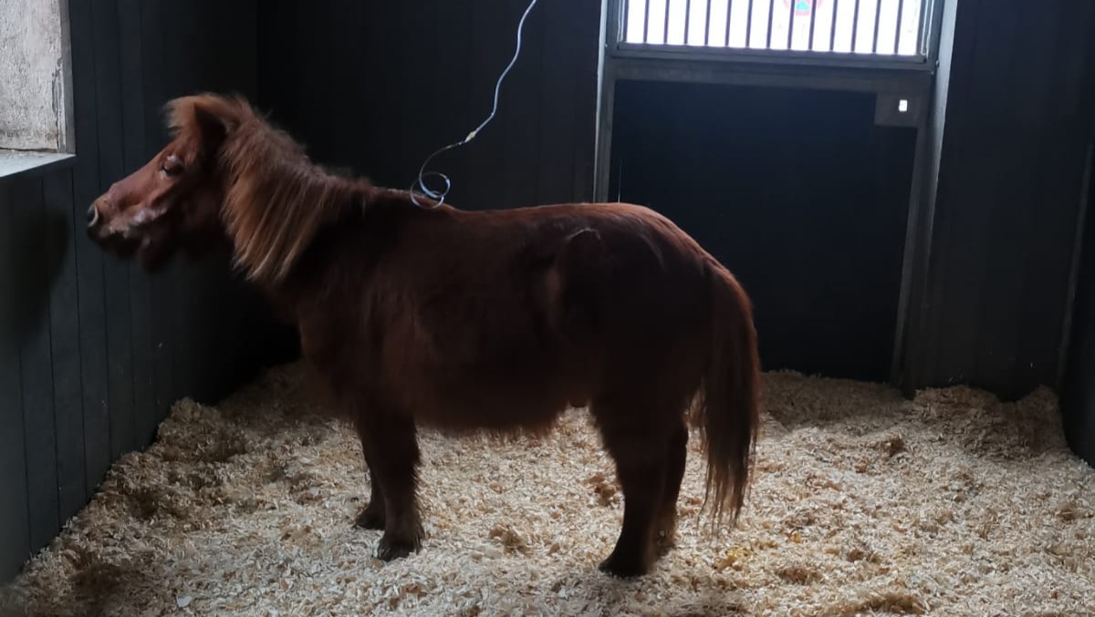 Fundraiser for Alexandra Conrad by Mandy Neumann : Herzenspony Mogli