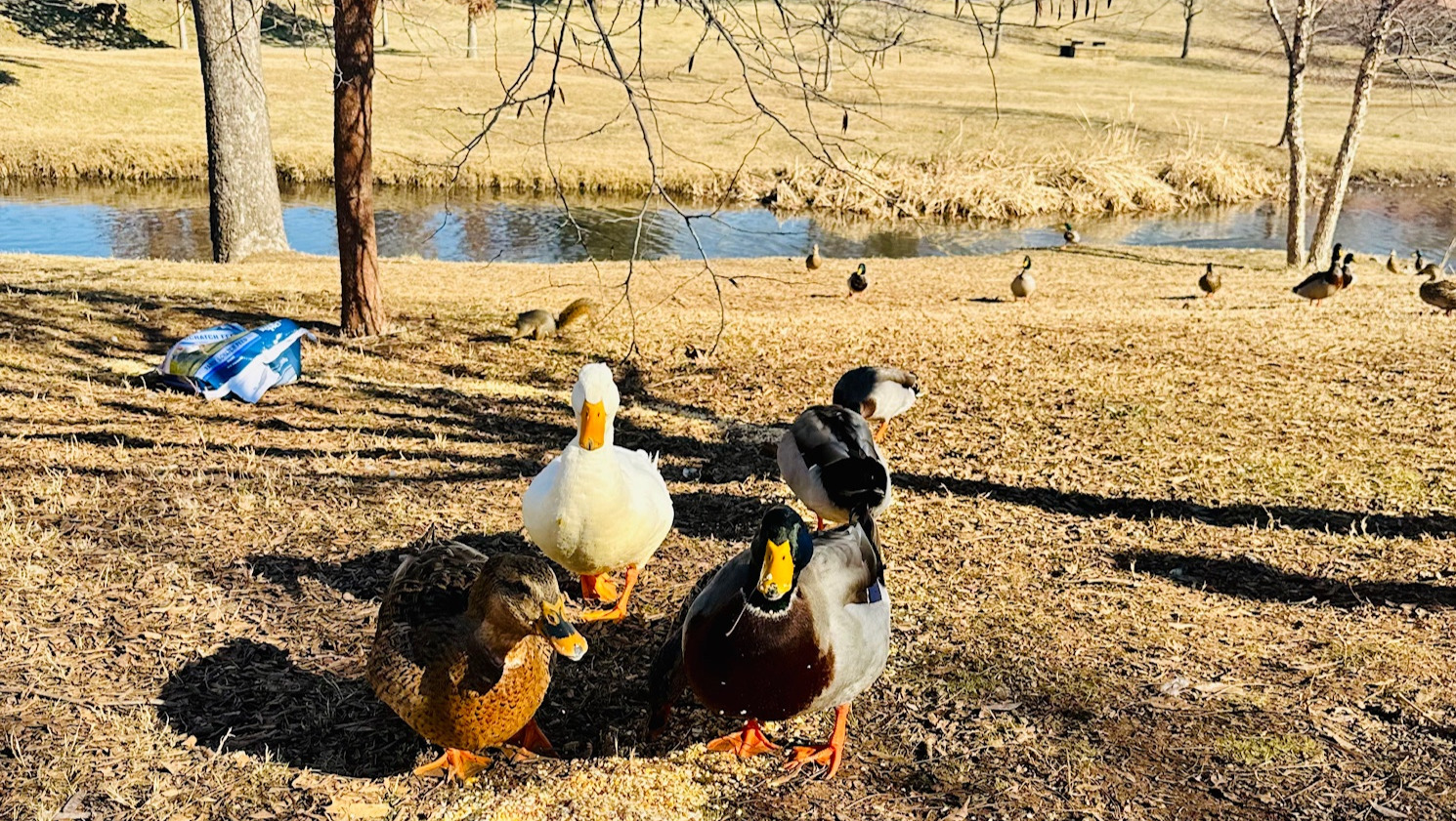 Fundraiser for Leah Lackner by Becca Bean : Help Save the OU Duck Pond ...