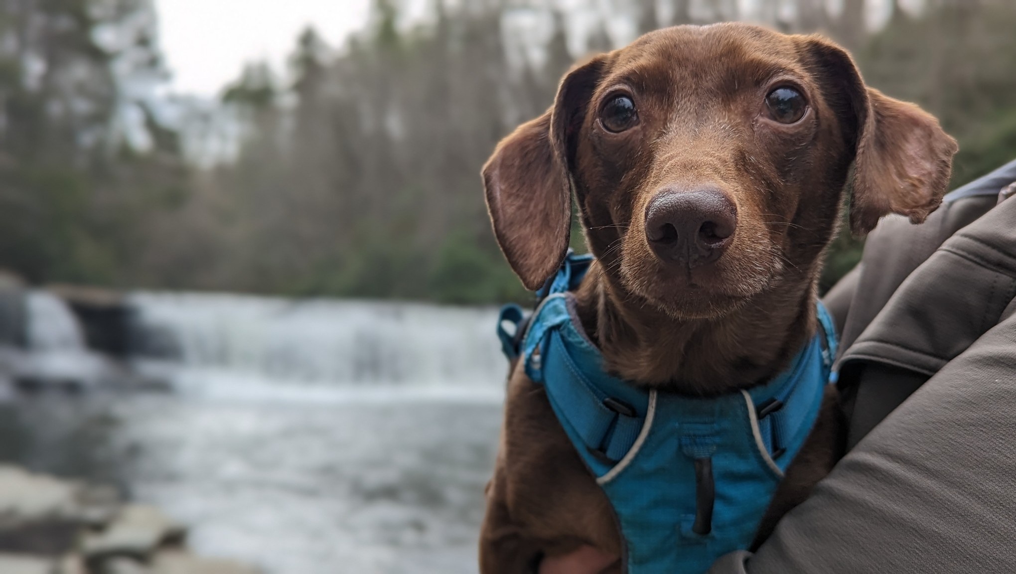 Fundraiser by Heather Pedersen : Help River Get His Crucial Back Surgery