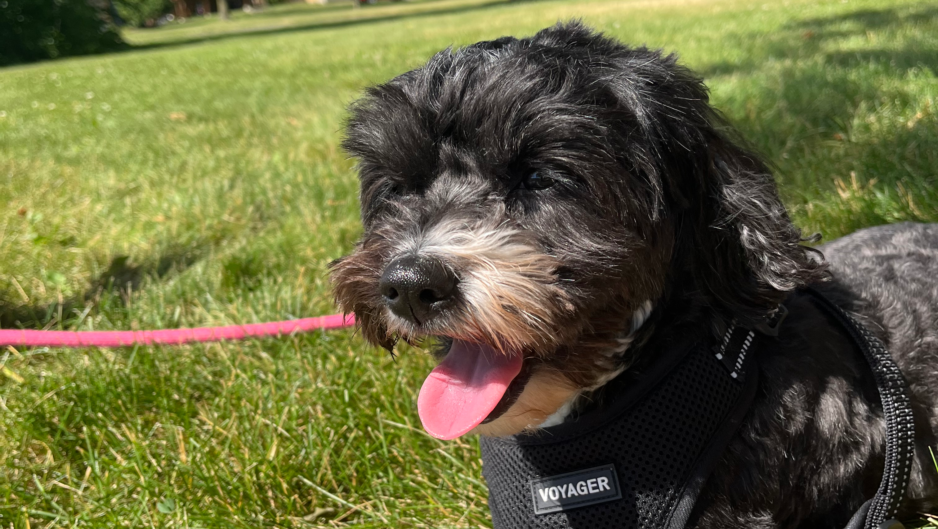 Fundraiser by Ysabel Sanchez : Support Chi in Her Time of Need