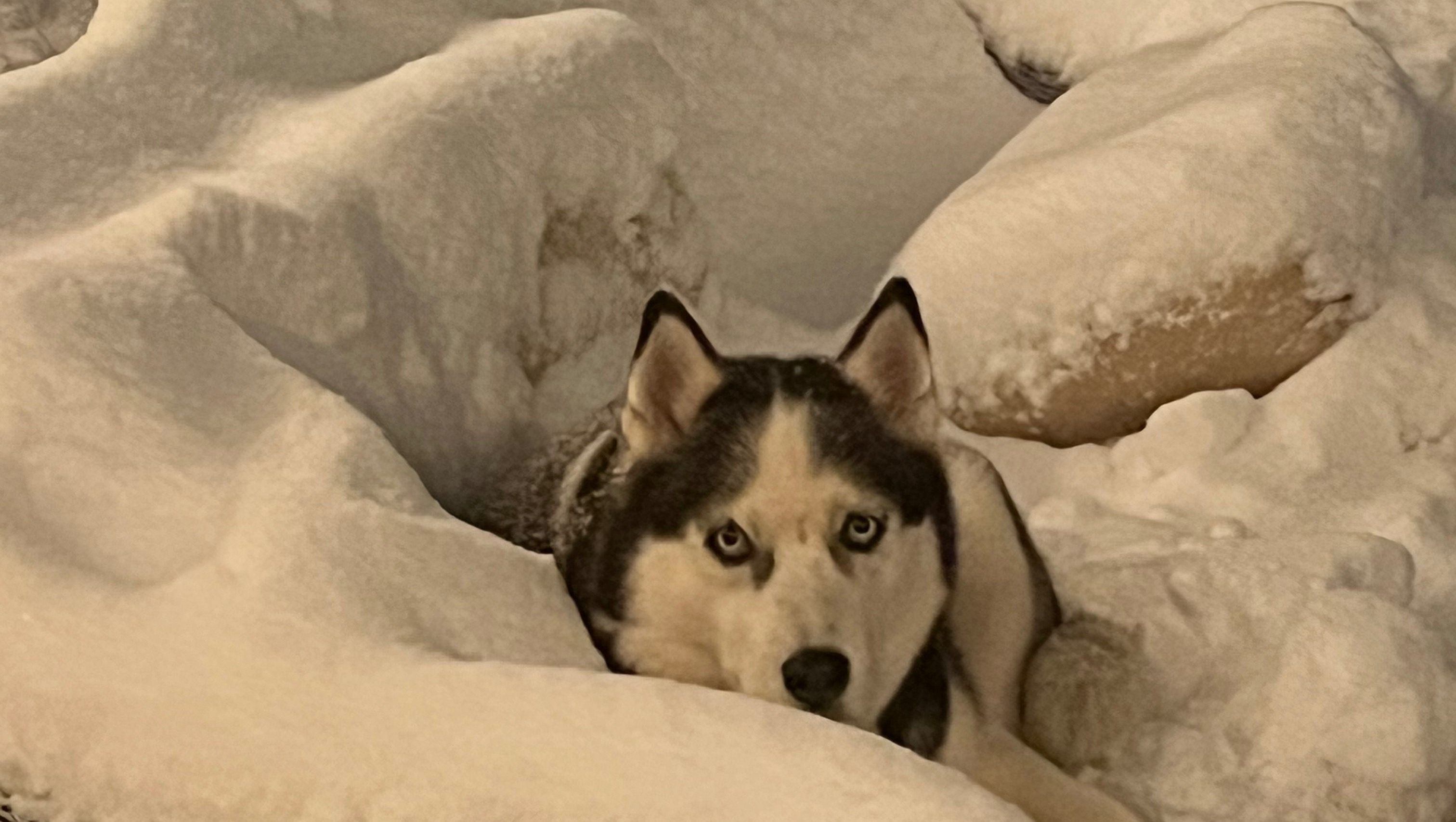 Fundraiser by Amy Davis : Support Shylo's Pain Relief Journey