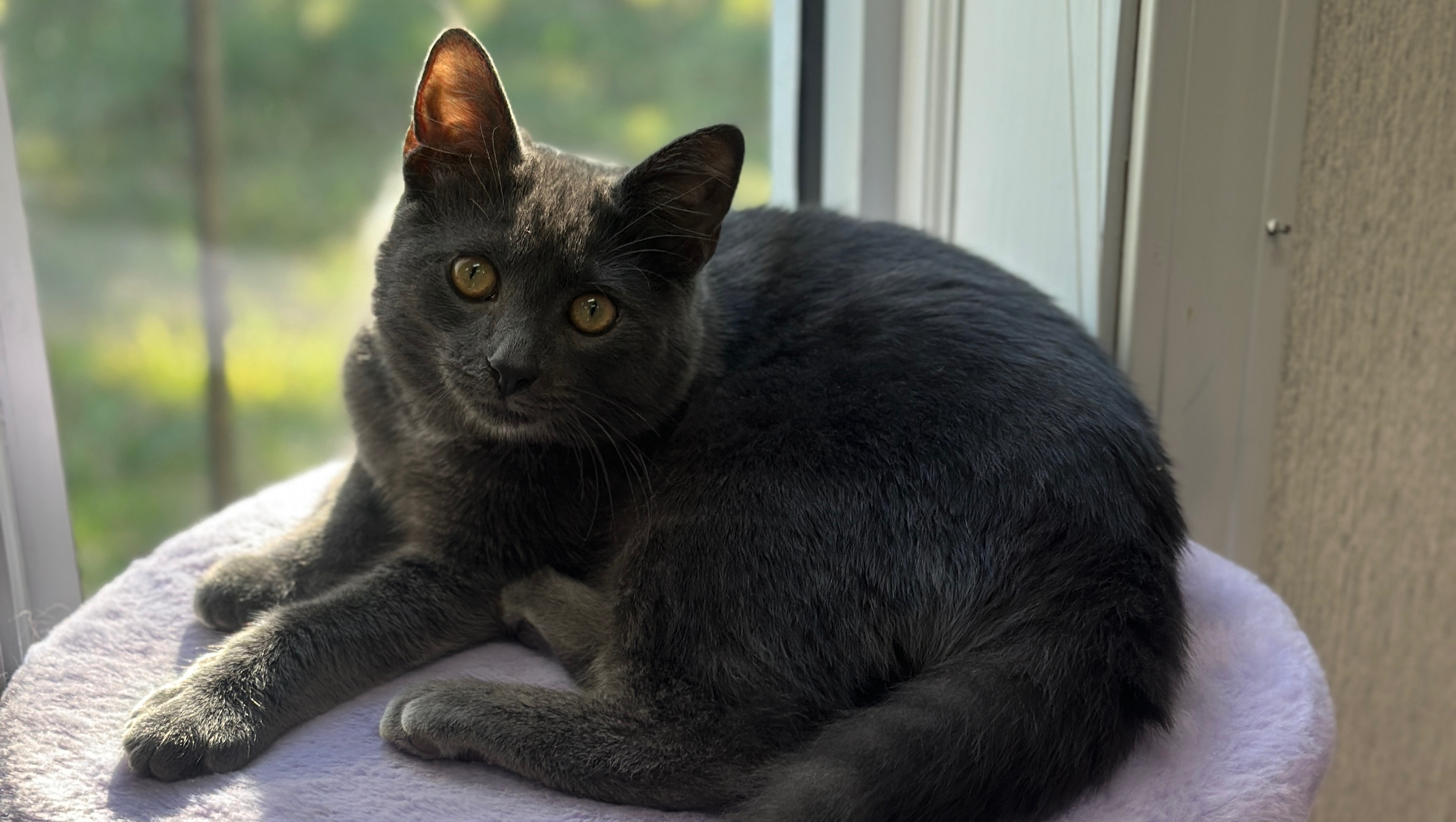 Fundraiser by A P : Help Ash Get the Surgery He Needs