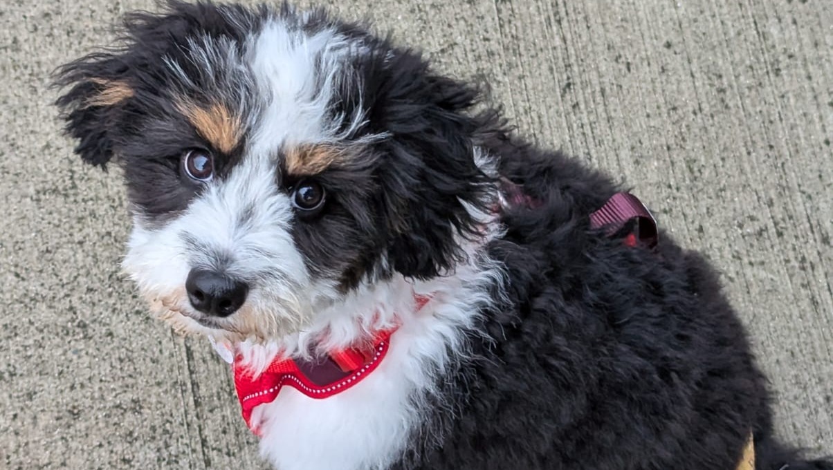 Fundraiser by Manuela Volkmer : Help injured puppy Teyah