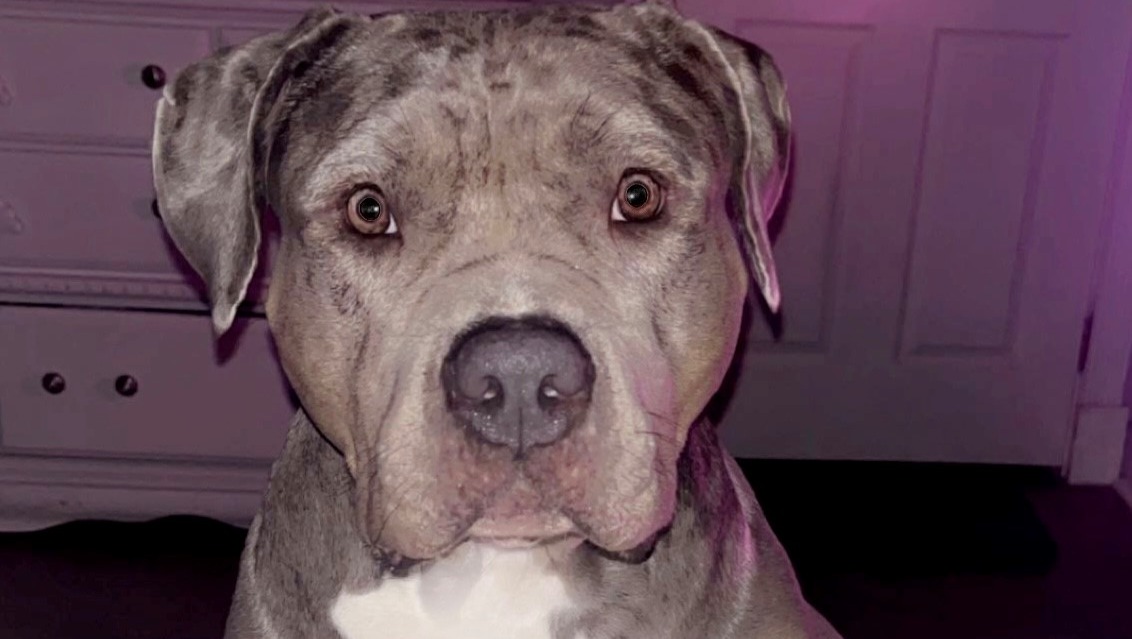 Fundraiser by Sonja Cotter : Help Ava Save Voodoo Mae's Smile