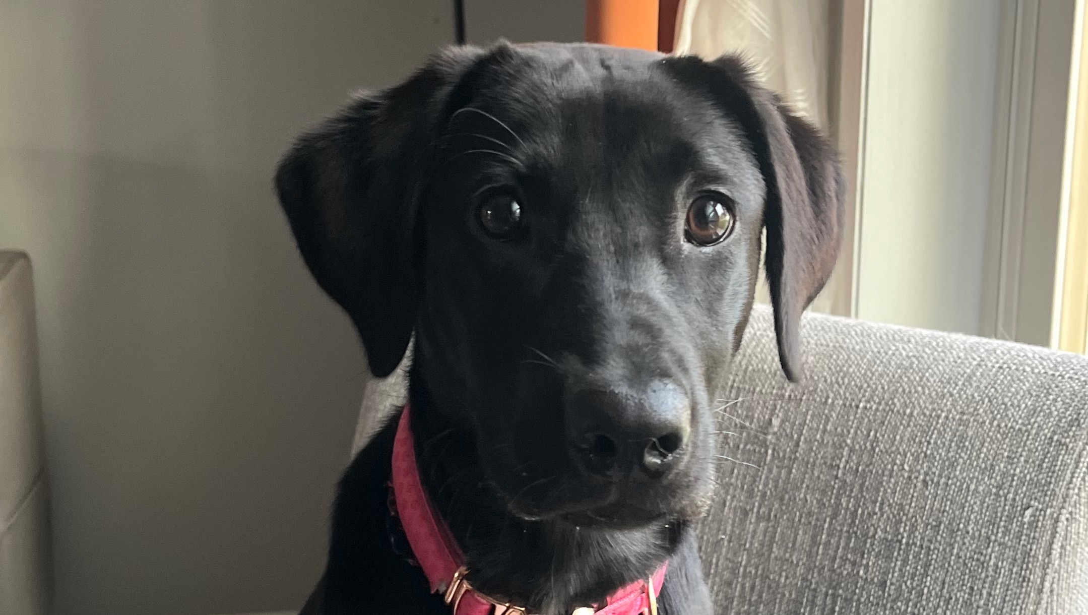 Fundraiser by Cambrey Sipes : Help Moki Become a Life-Saving Detection Dog