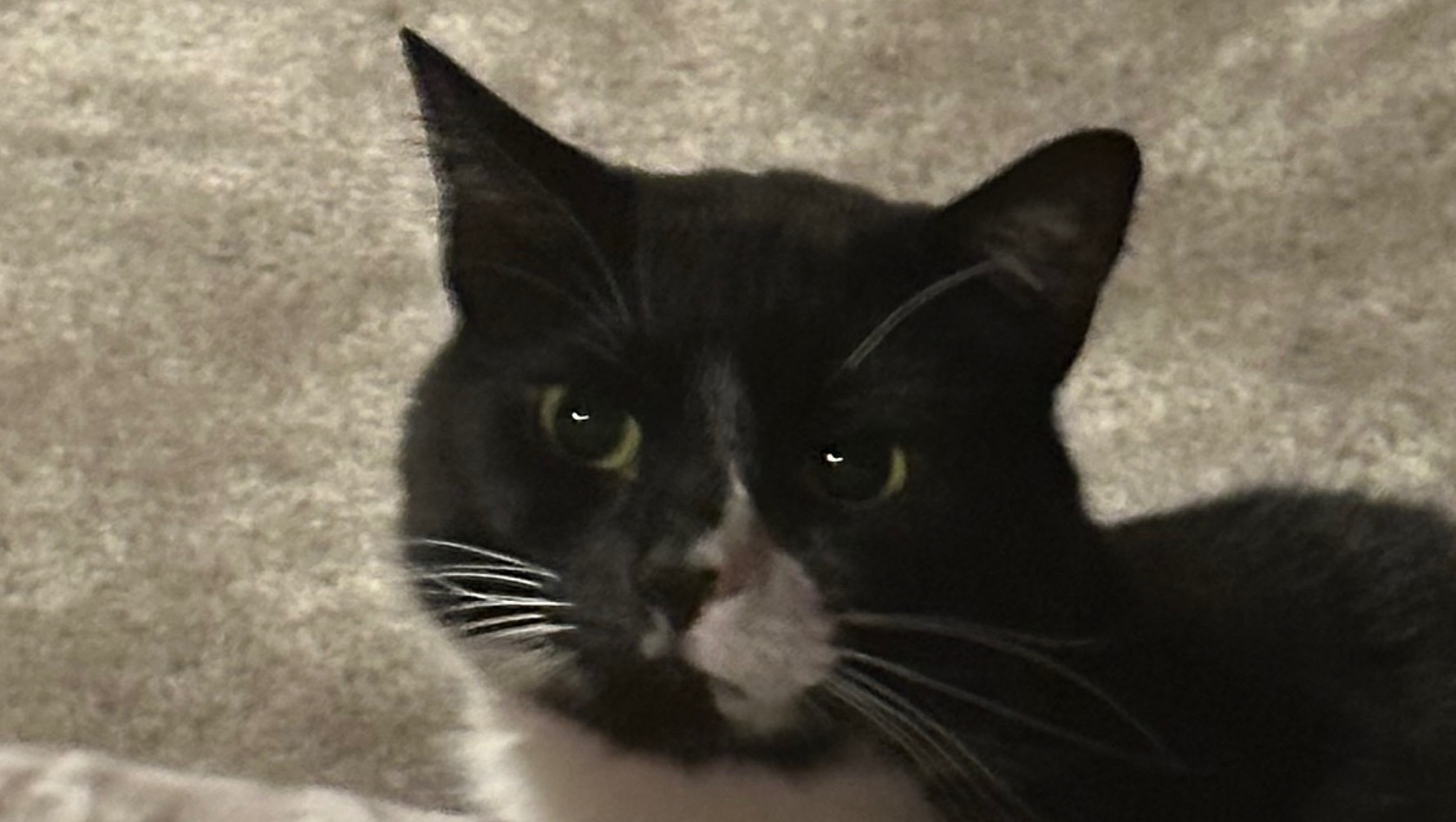 Fundraiser by Mayzie Martin : Help Ruby Get the Medical Care She Needs