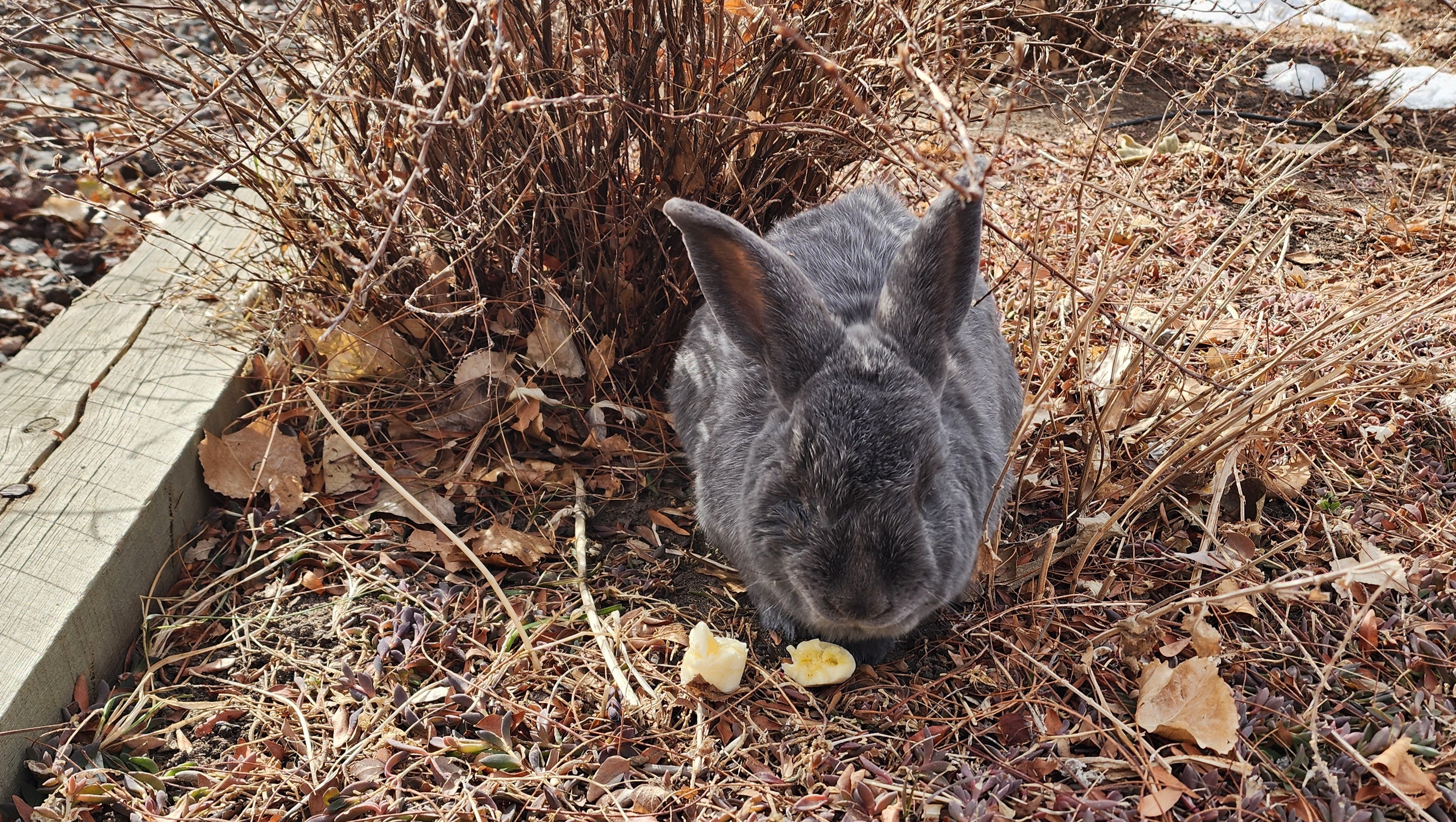 Fundraiser by Stephanie Delaney : Support Pewter's Vet Visit and Recovery