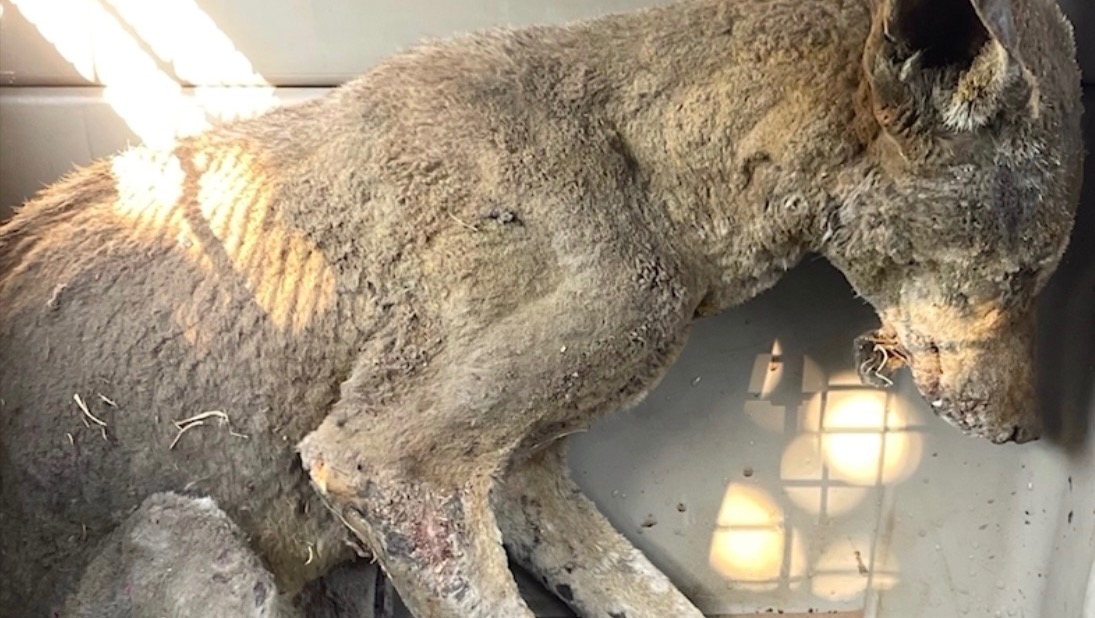 Fundraiser for Lydia Ren by Fawn Rogers : LA Fires Animal Rescue Please ...