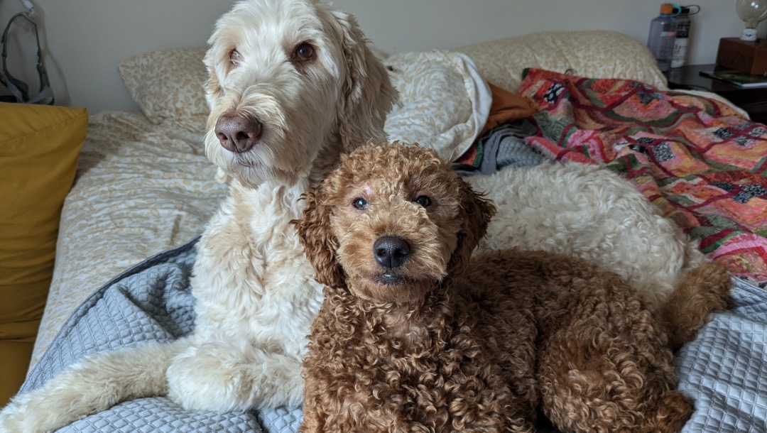 Fundraiser for Eden Schulz by Sabina Urdes : Urgent: Support Eden in ...