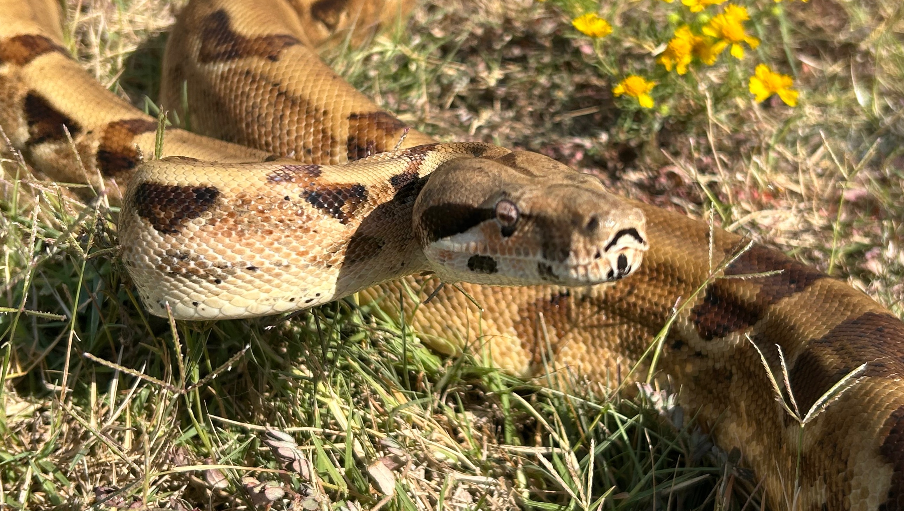 Fundraiser by Milla Patterson : Urgent arenavirus testing for my snakes ...