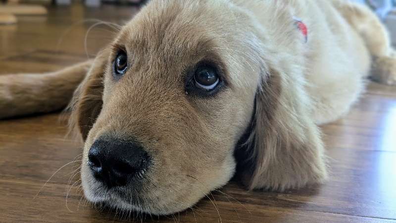 Fundraiser by Lauren Russell : Help Sully receive life saving liver surgery