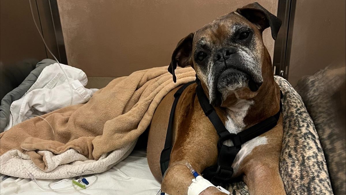 Fundraiser for Robyn O'Connor by Sydney Dumke : Support Stanlee's ...