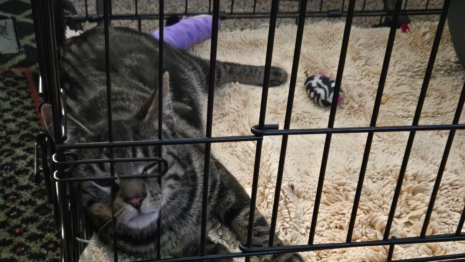 Fundraiser for Debra Whitbeck by Kenzie Travis : Save Pepper's Leg with ...