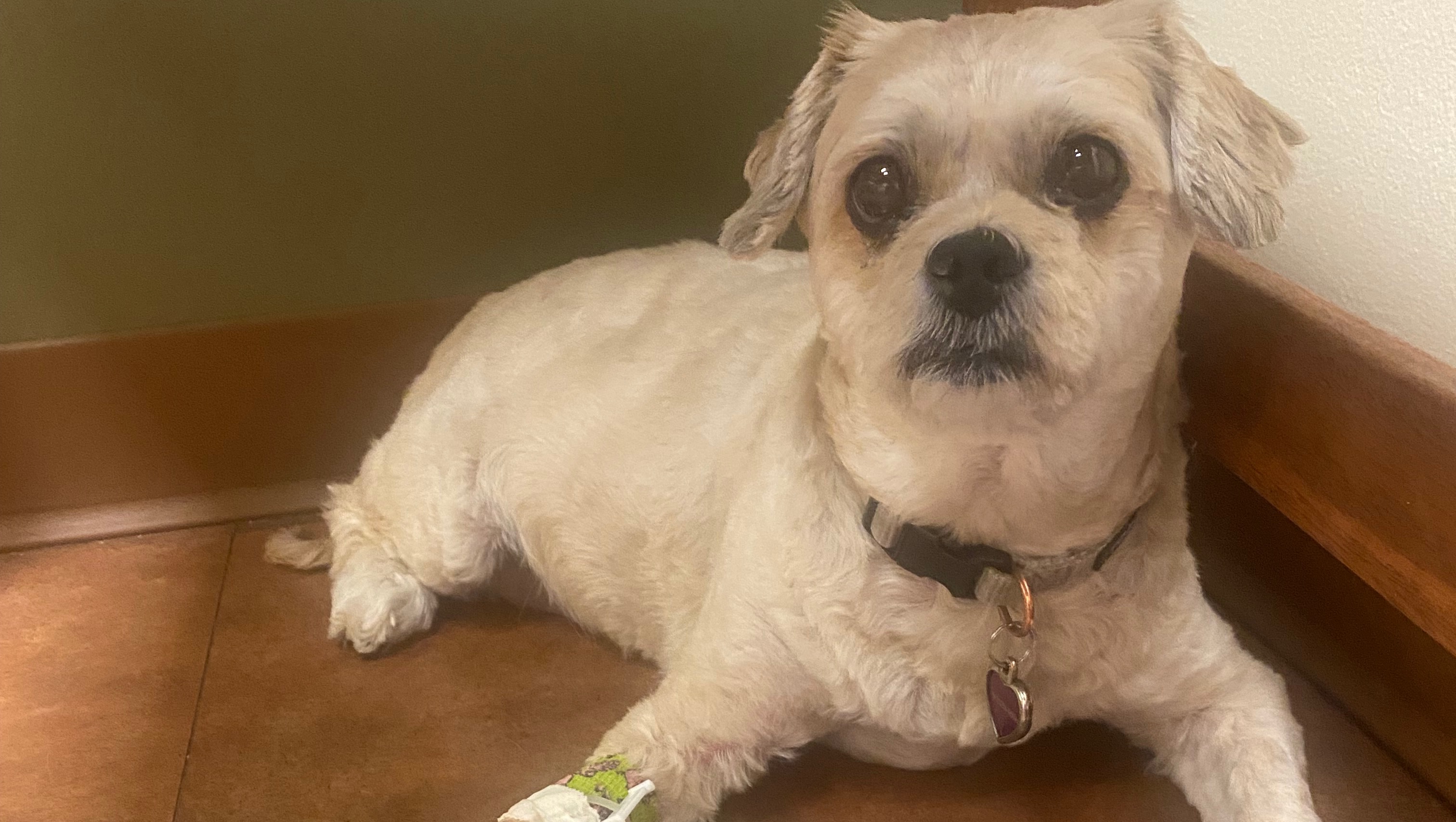 Fundraiser by Wendi Young : Bella's Health Crisis: A Mom's Call