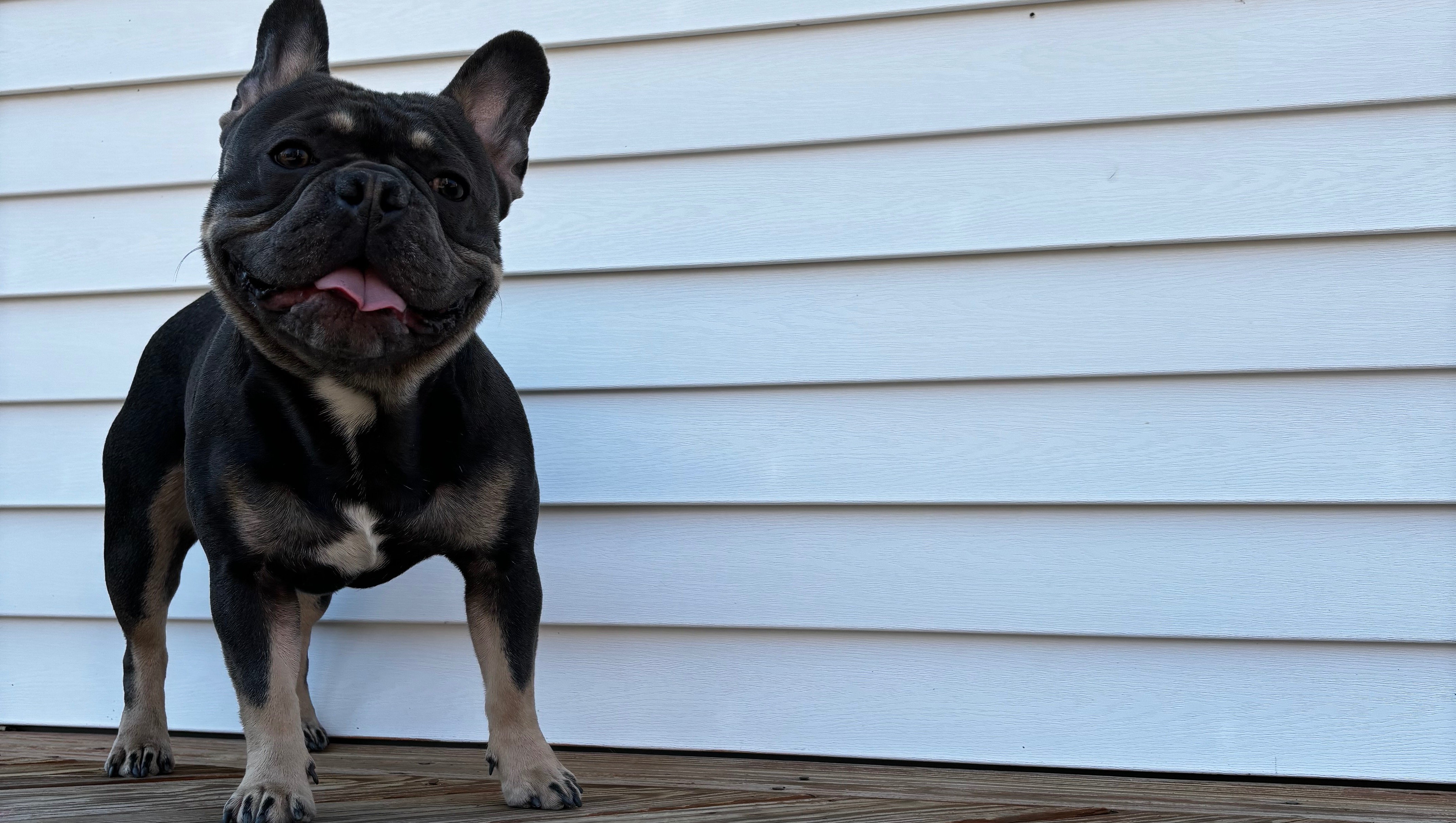 Fundraiser by Marissa Cairns : Give Ollie a Chance to Regain His Steps