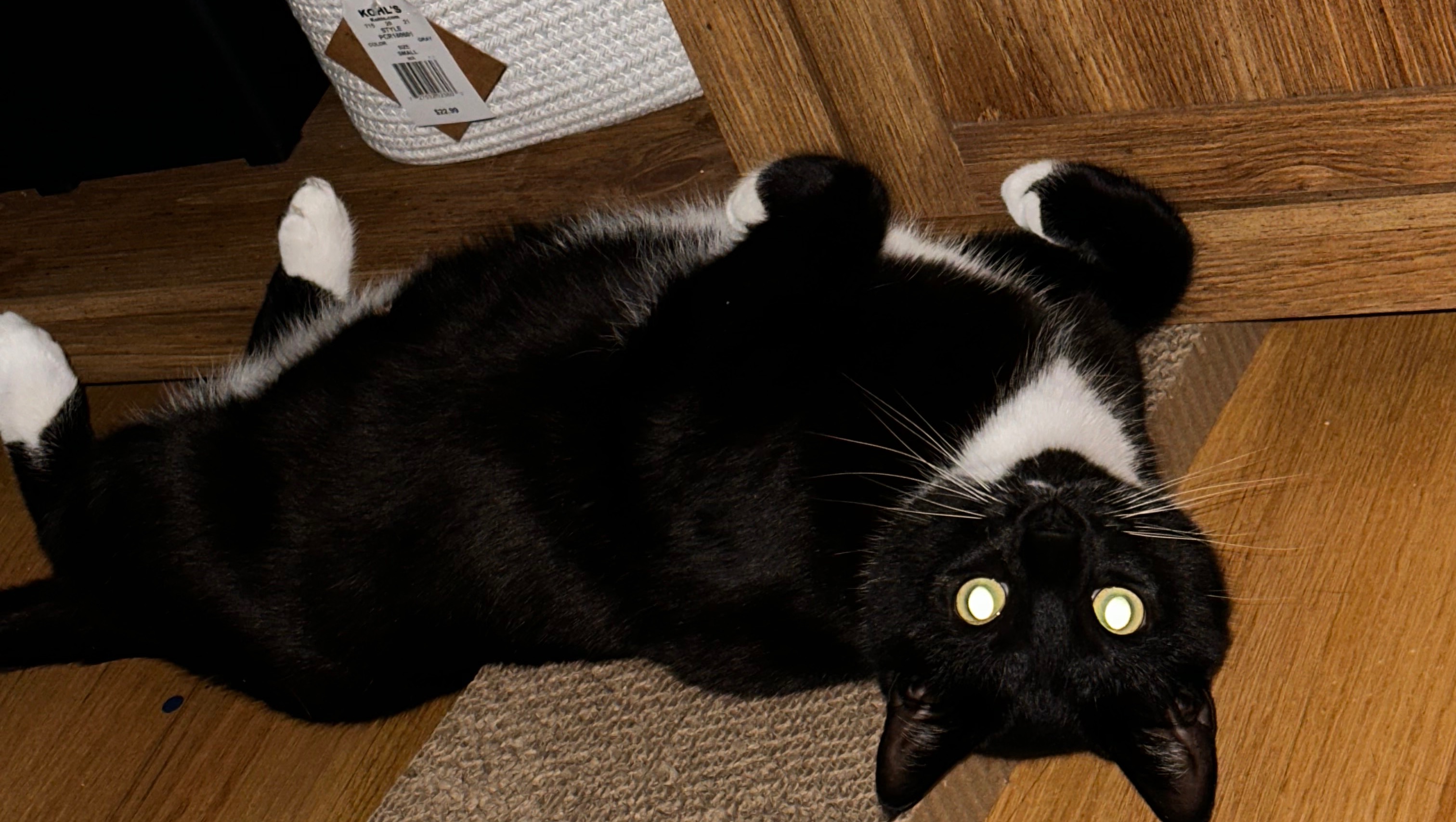 Fundraiser by Jason Vitale : Support Franklin's Urgent Surgery Needs