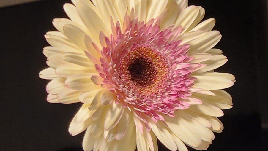 Fundraiser by Miranda Hassett : Help Rhenee Heal: Support Her Cancer Battle