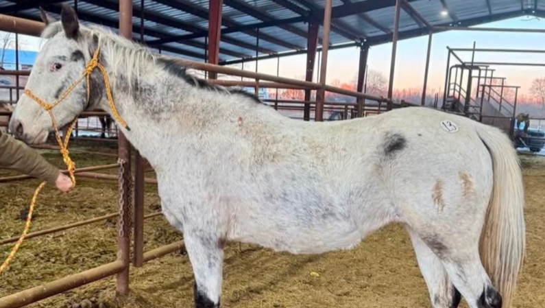 Fundraiser by Aleron Forthehorse : Help Cypress: SHE HAS ONE DAY LEFT