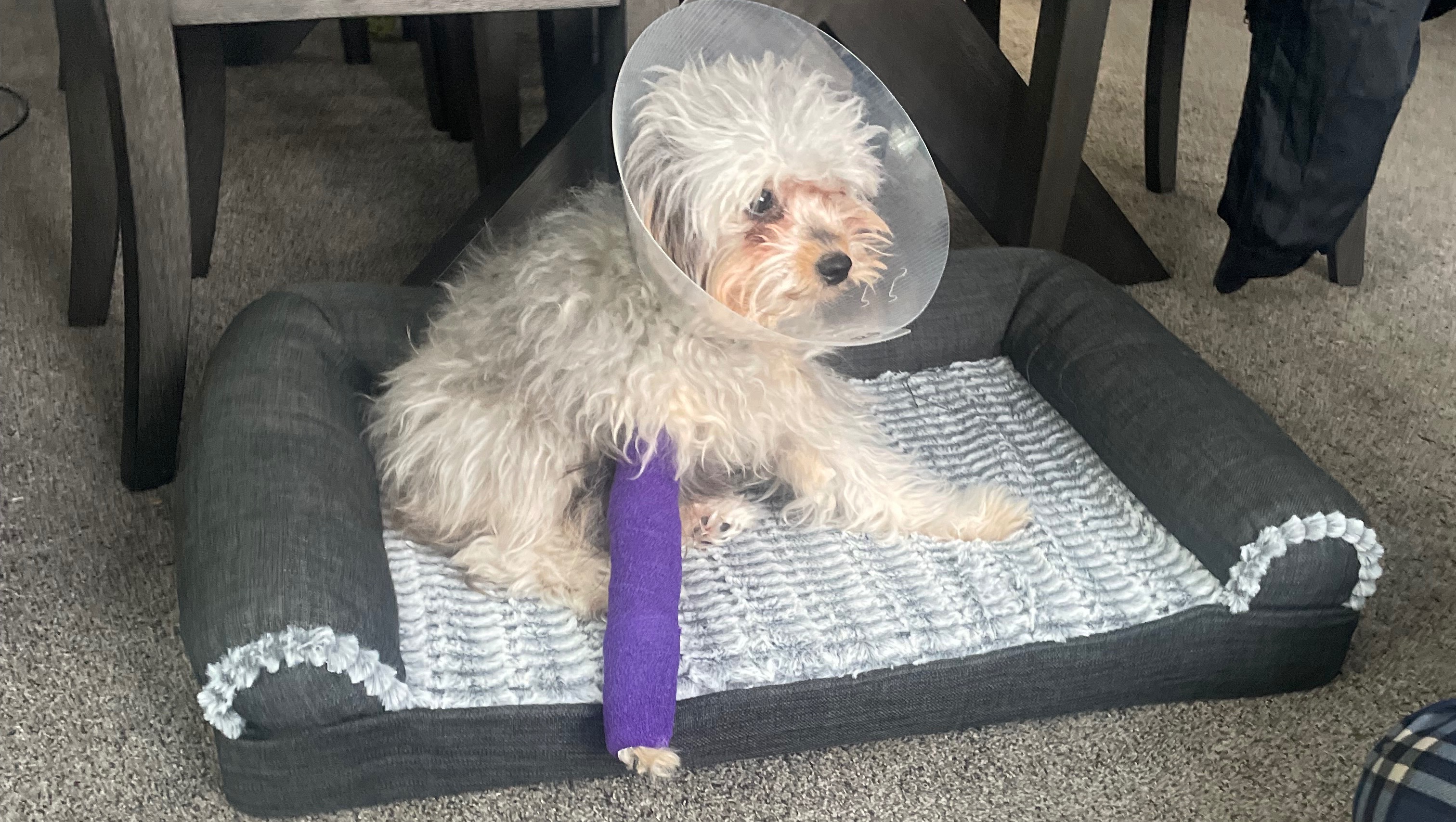 Fundraiser for Amina Ahmad by Dikar Shatlo : Help Gucci Heal Her Broken Paw