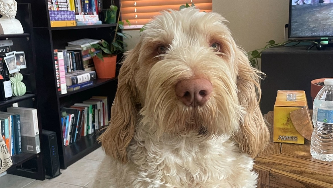 Fundraiser for Elsa Cano by Kayla Aceves : Donate to Theo’s Chemo Fund