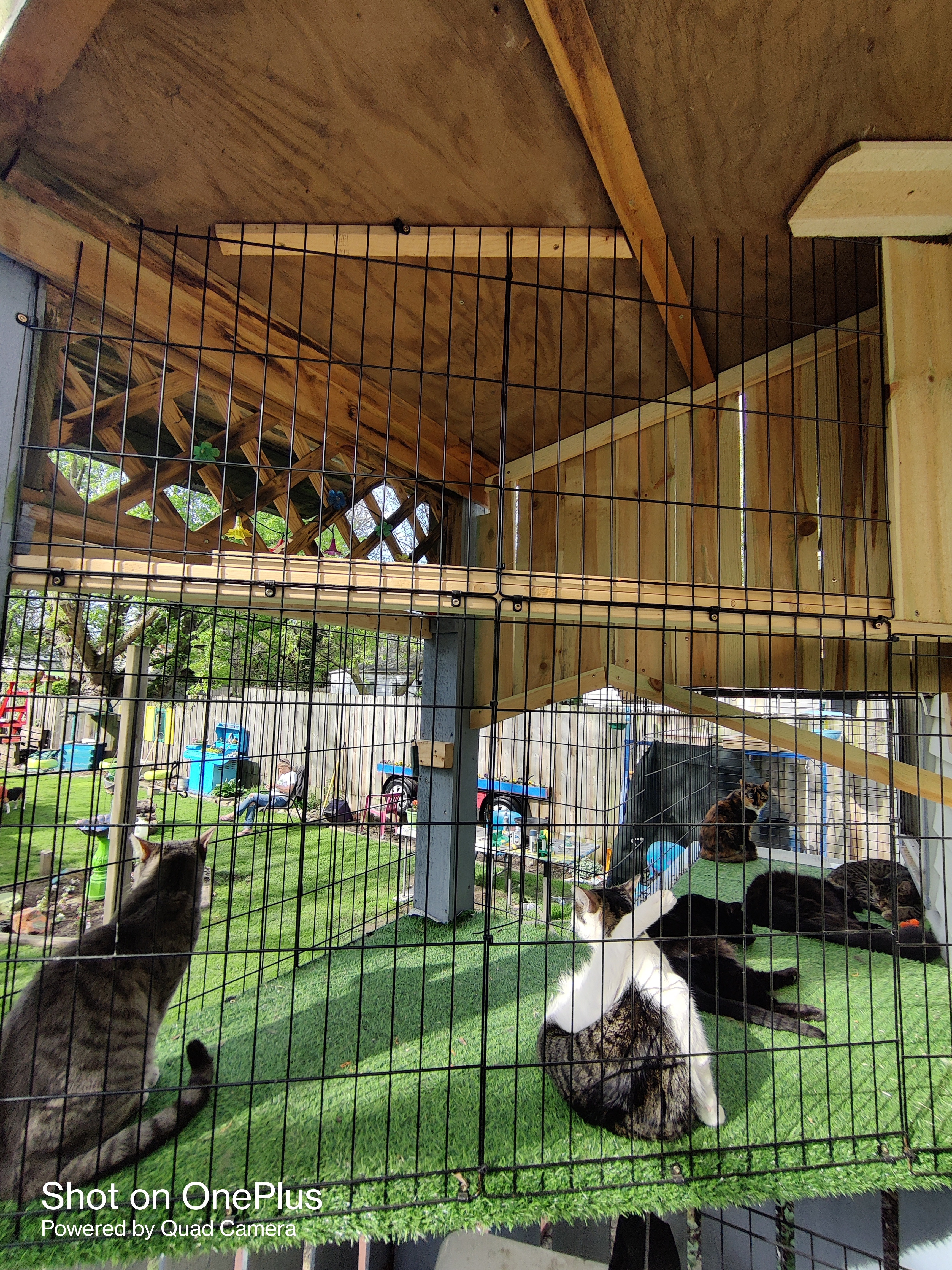 Fundraiser by Laurie Riddle : Donate to Keep Our Cat Rescues Going Strong