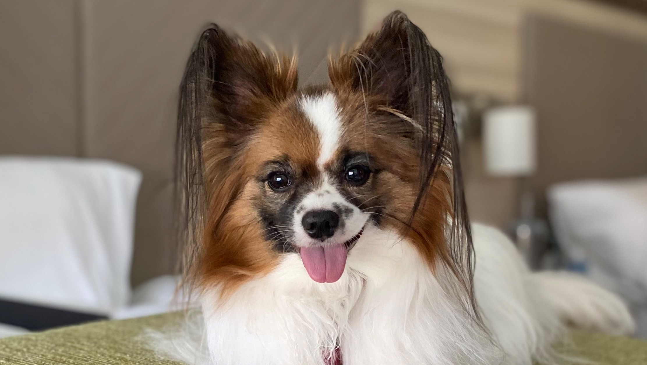 Fundraiser for Star Stout by Mary Riley : Support Zoe's Fight for Life ...