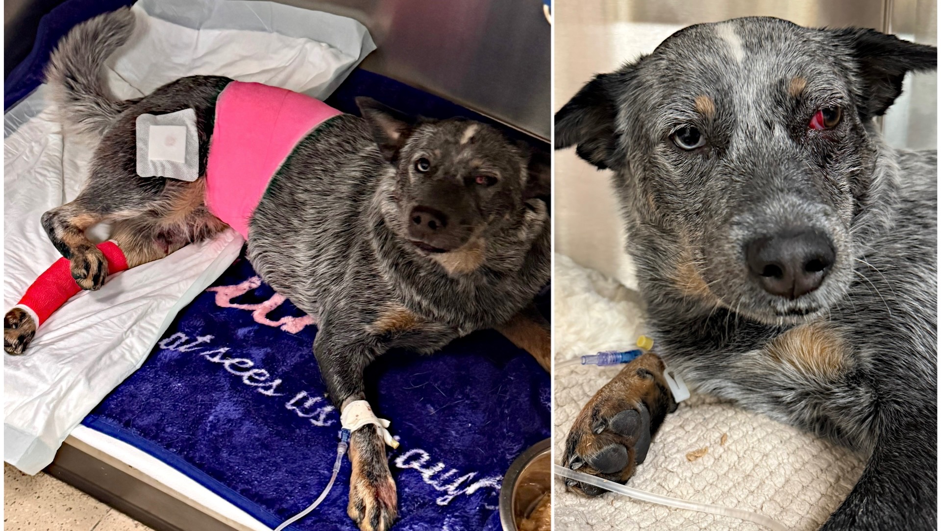 Fundraiser by Danielle Mosbrucker : Help Stella Heal: Surgery Needed ...