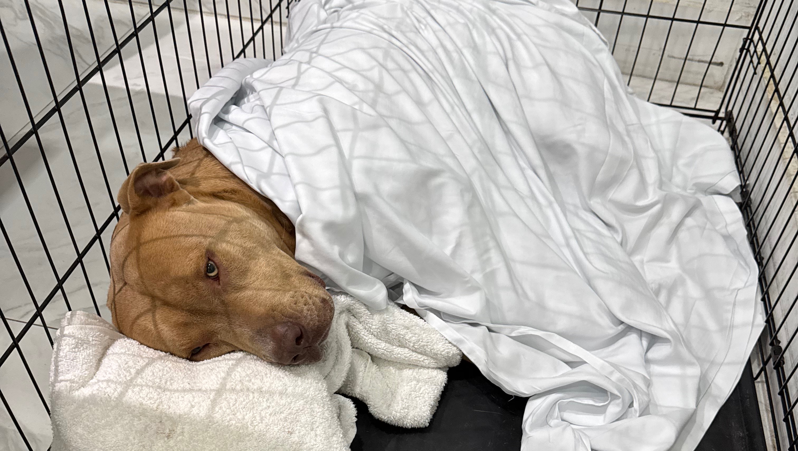 Fundraiser by Vivian Garcia : Donate to Save Hercules' Life