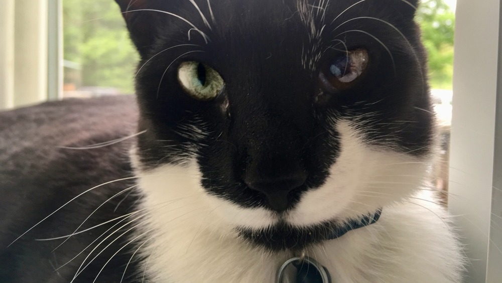 Fundraiser by Ellie Kaili : Help Charlie the Blind Cat's Little Brother ...