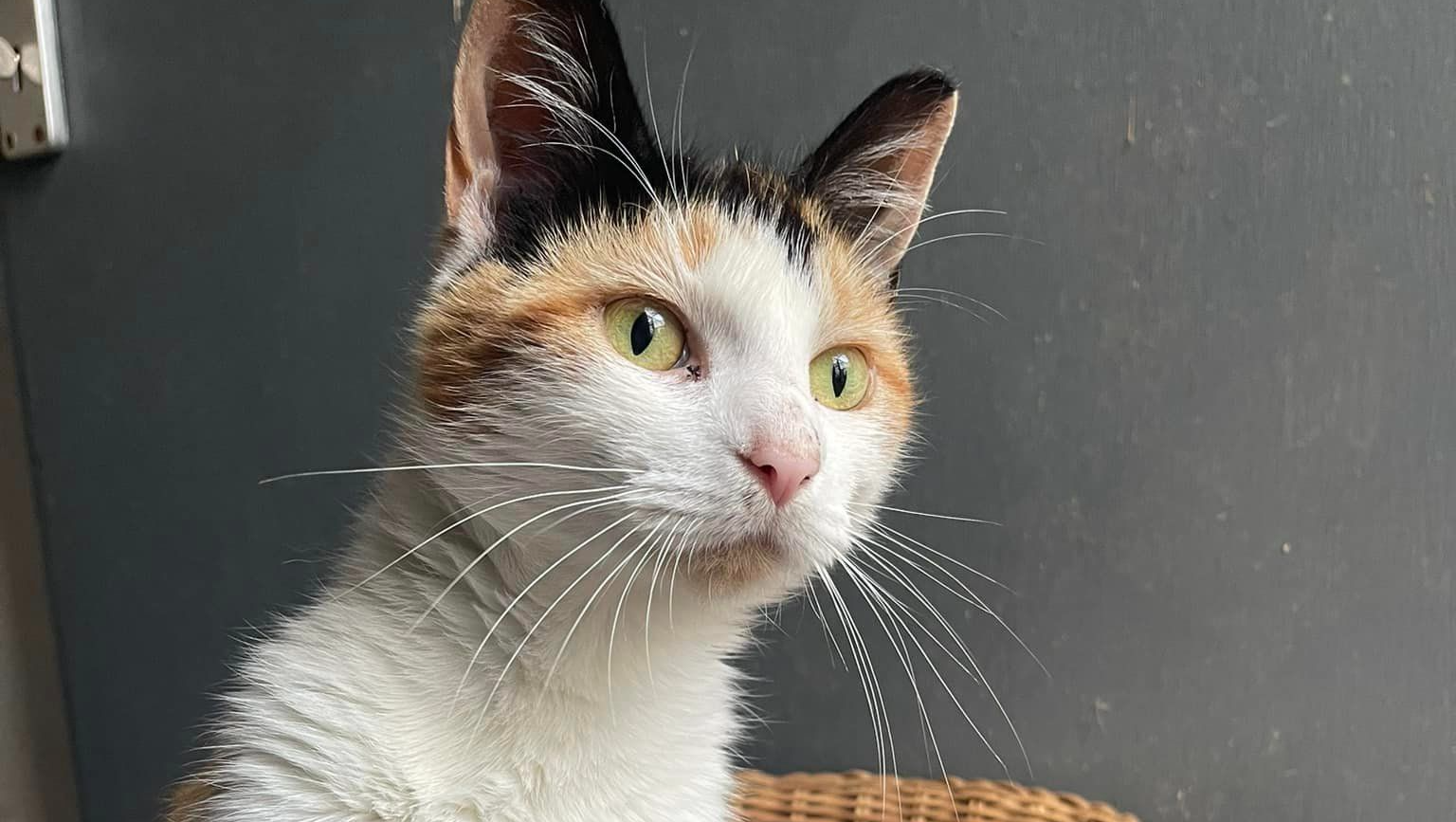 Fundraiser by Cat Rescue West Wales : Cat Rescue West Wales - 2025 Fund