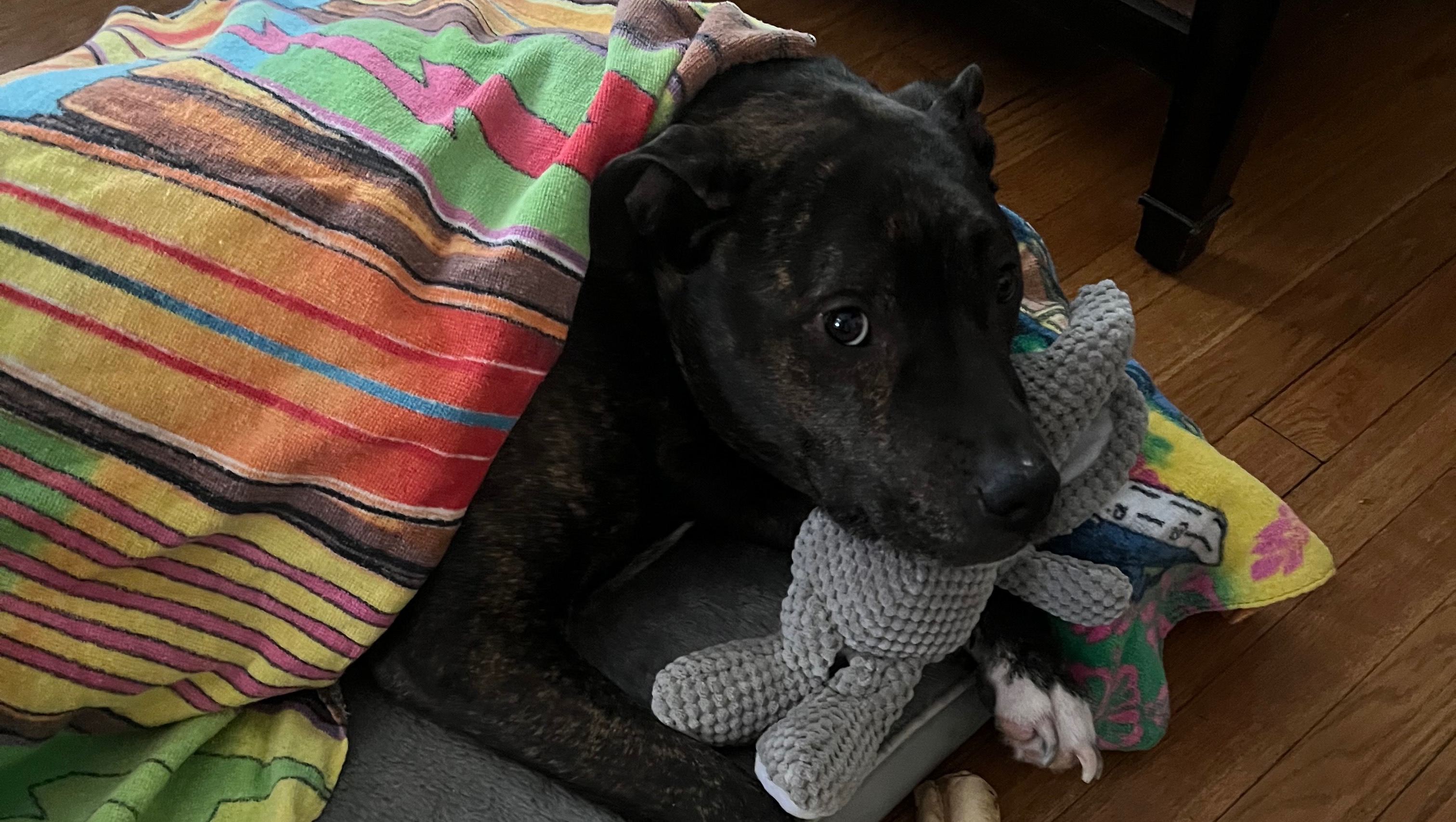 Fundraiser by Marc Guido : Help Bert Walk Again: Support His Journey