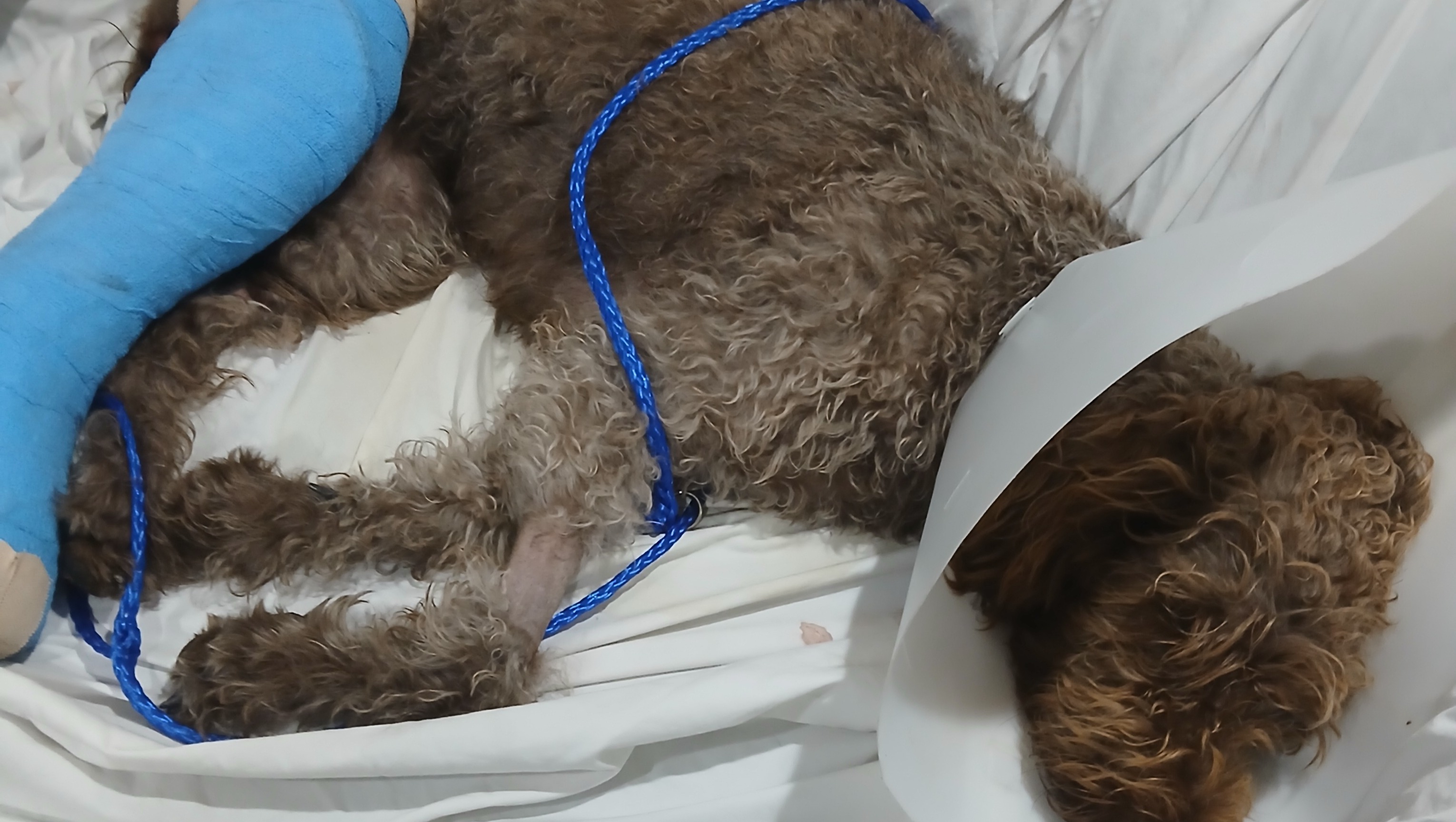 Fundraiser by Nick Brown : Support Roxy's Life-Saving Amputation