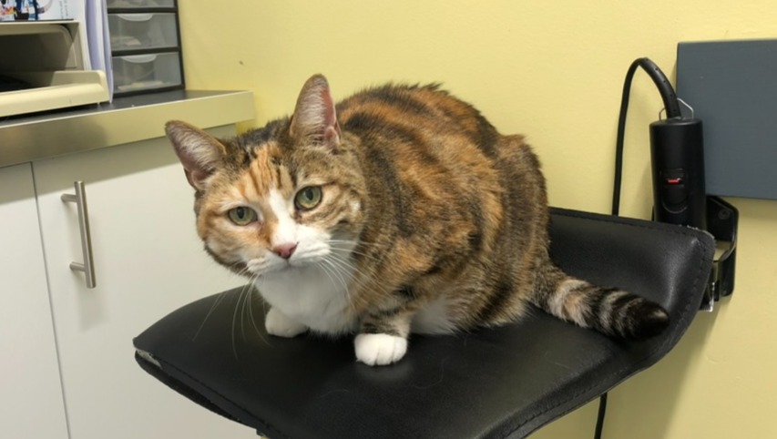 Fundraiser by Kit Mergaert : Senior Cat Leg Amputation
