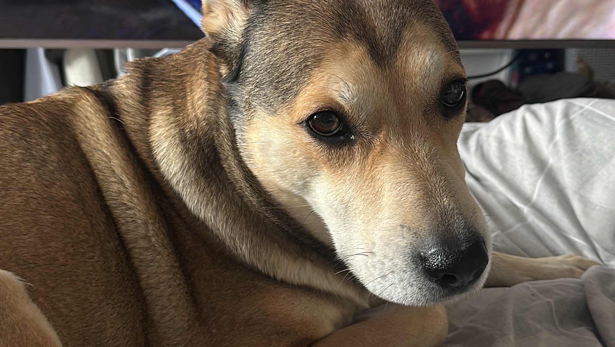 Fundraiser by Erin Hobbs-Hickman : Help Luna Get The Care She Deserves