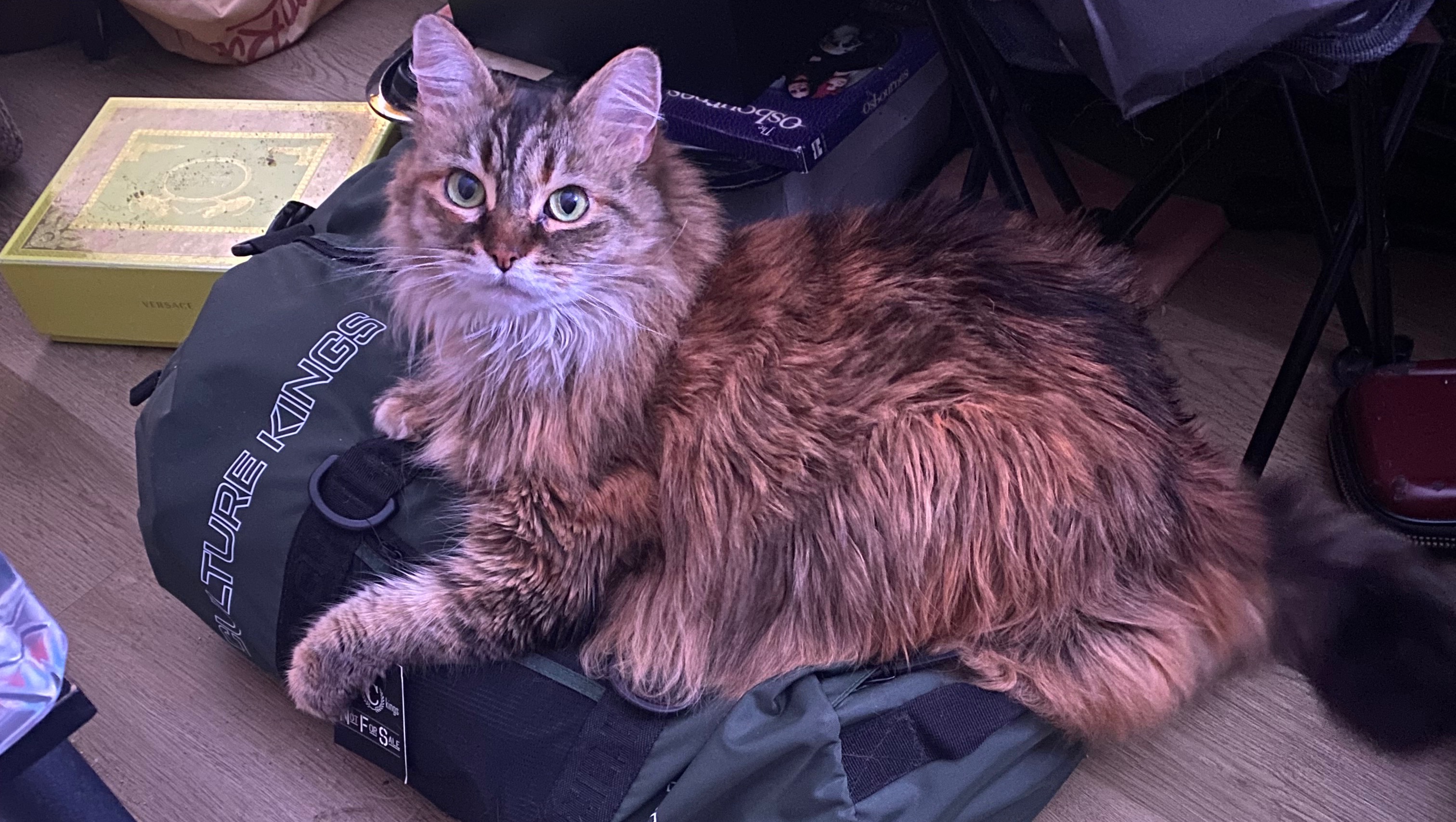 Fundraiser by Antonio Claudio : Help Lay Sweet Gneoki to Rest