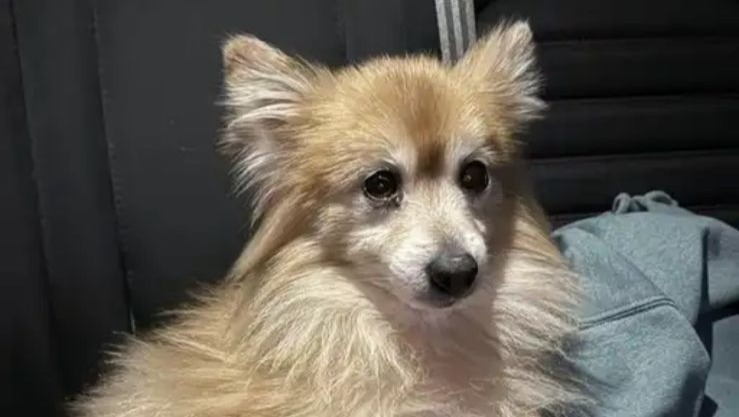 Fundraiser by Haley Mathieu : Support My Dog's Recovery After Accident