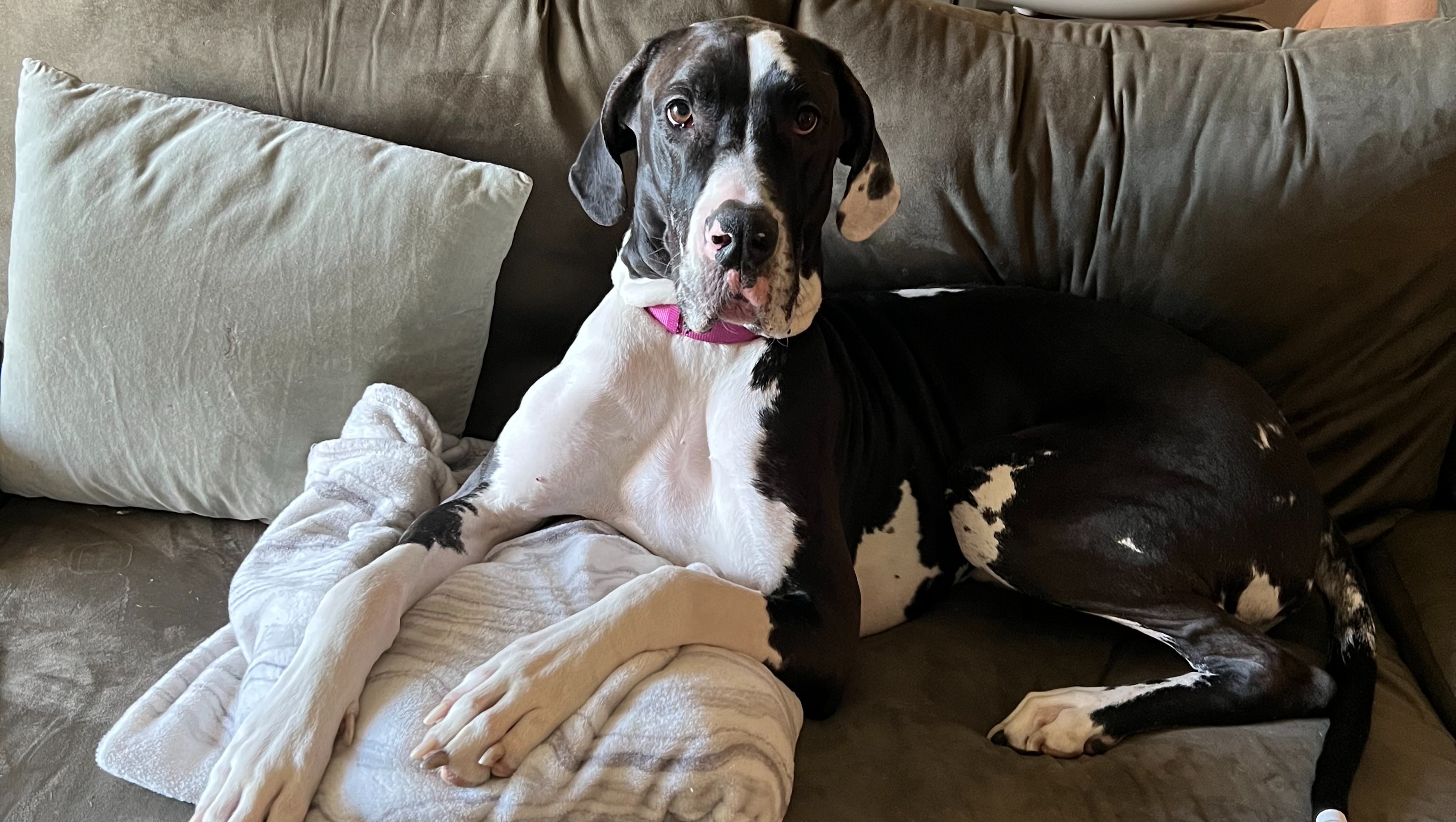 Fundraiser by Jessica Hartley : Cruella's Urgent Tail Surgery Fund